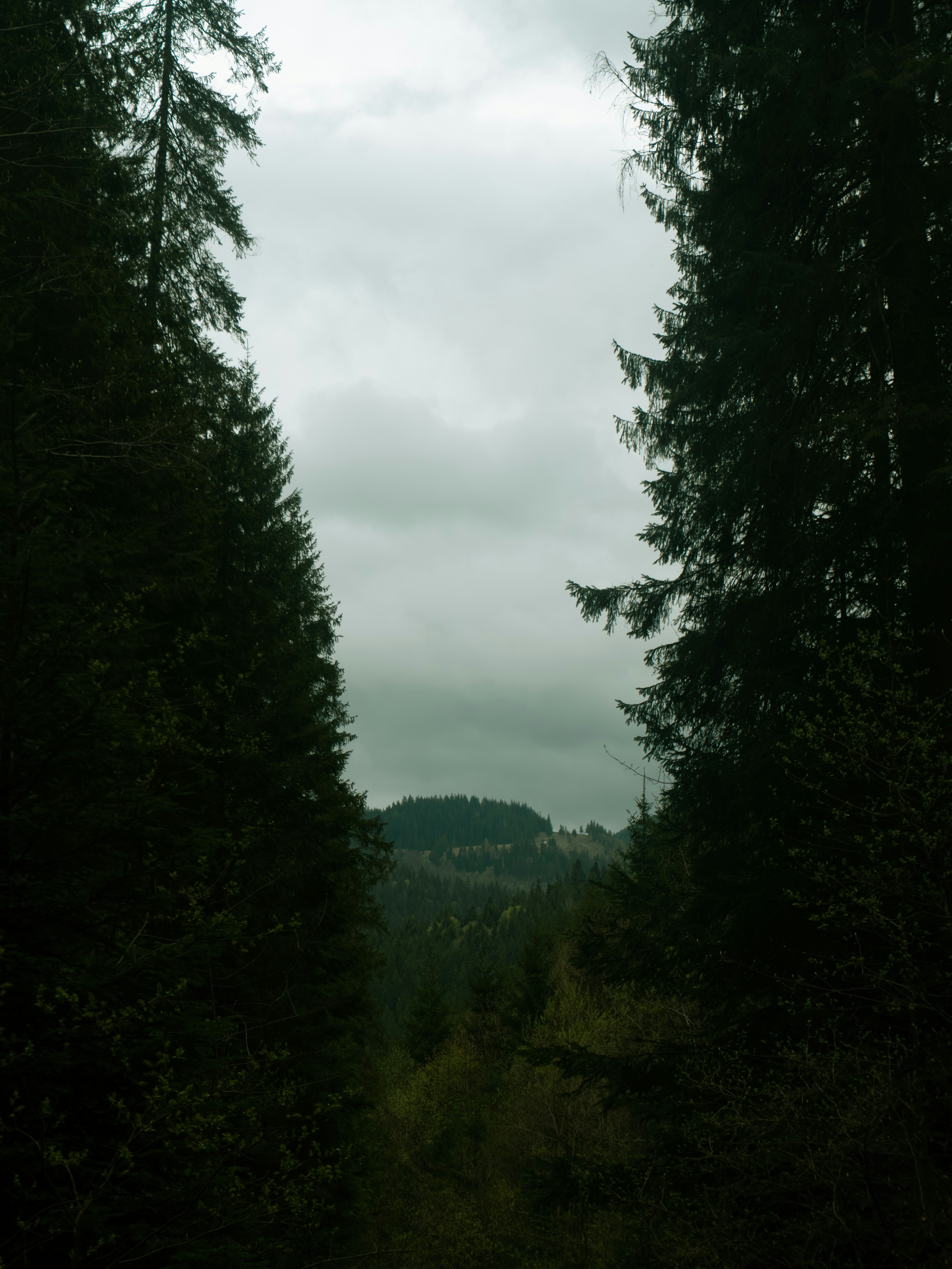 Forest Canyon Opening: A Sky-Softened Vista Between Pines