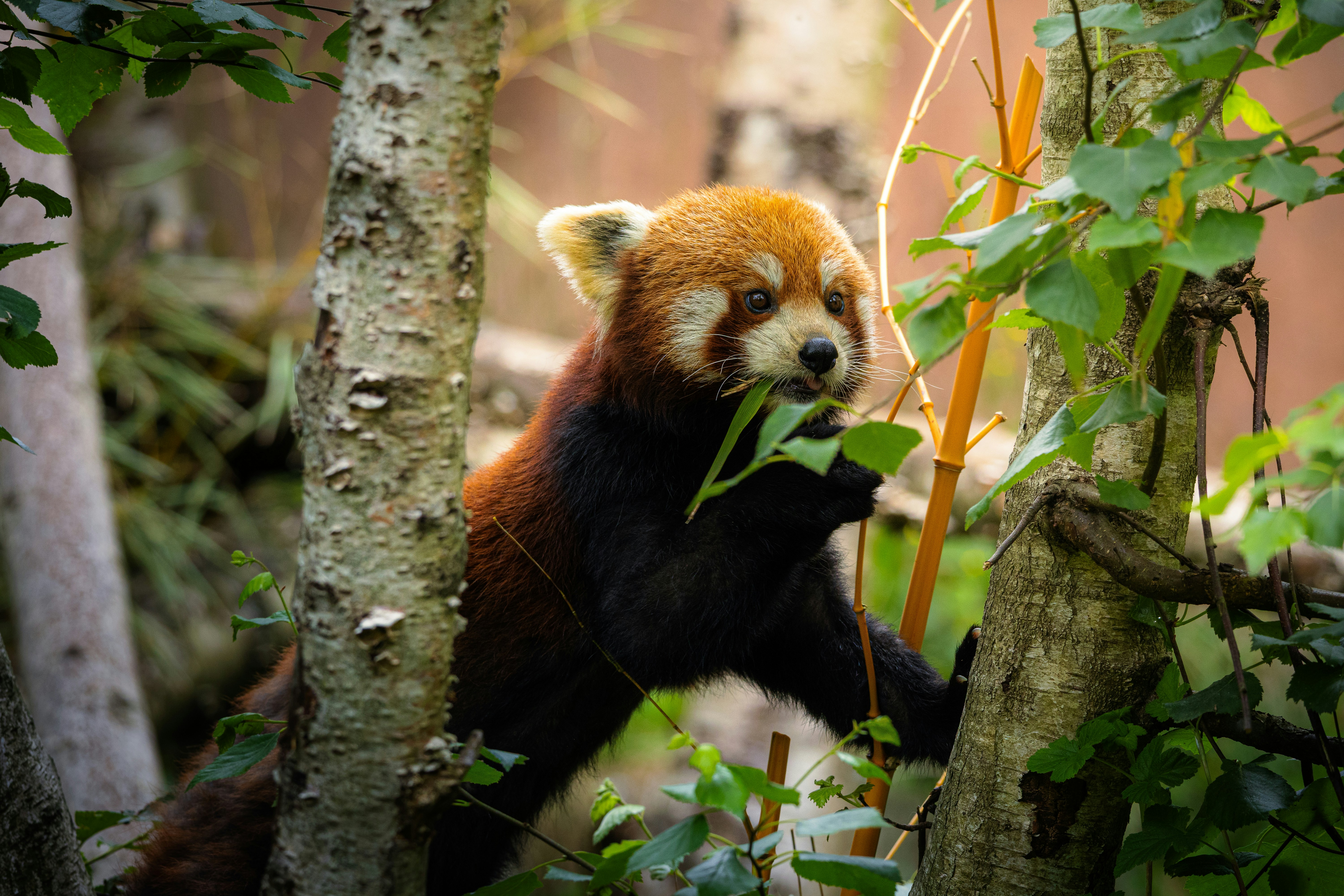 Red Panda Amidst Greenery: A Curious Pause on Forest Path