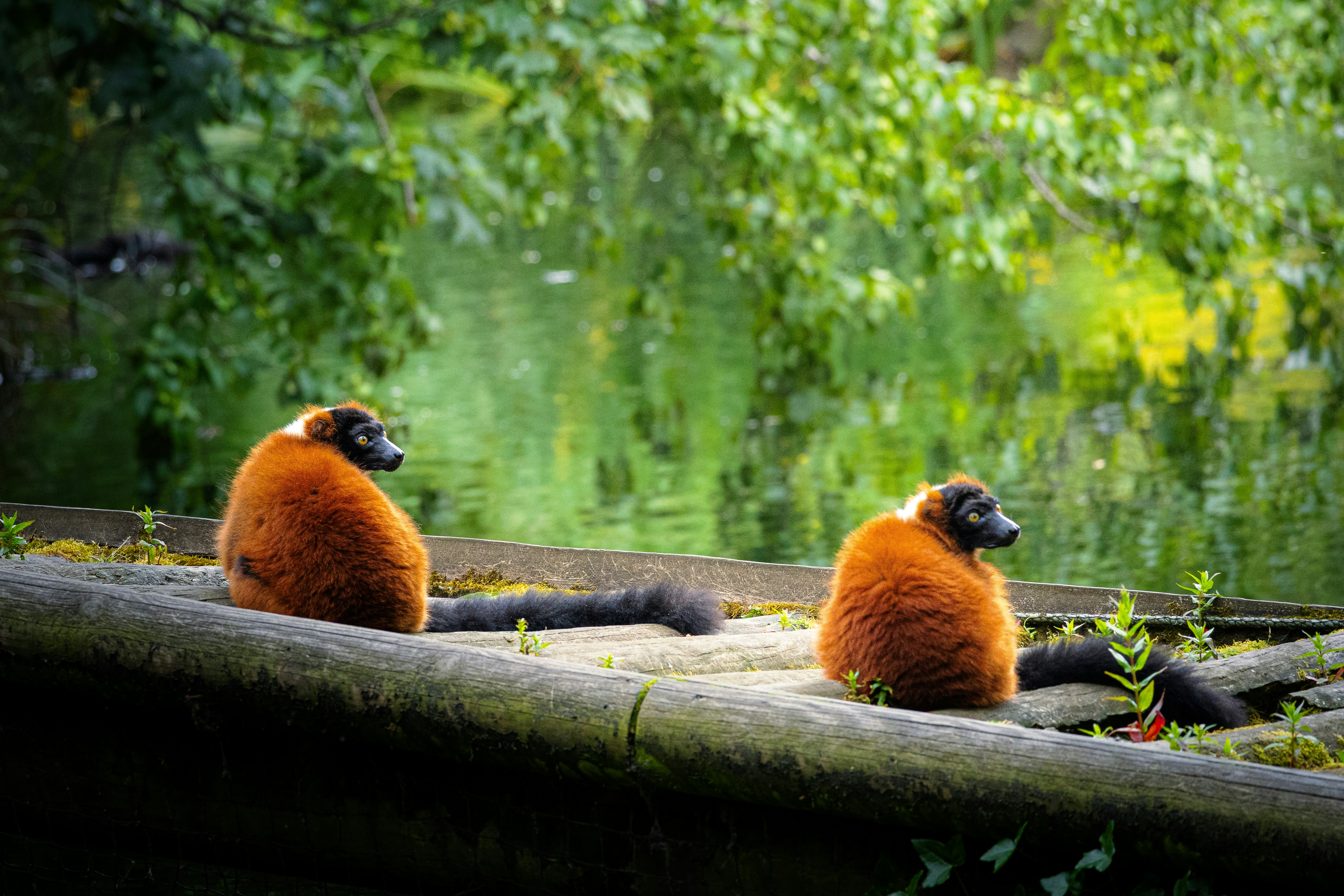 Twin Red-Fronted Monkeys Rest on a Wooden Beam