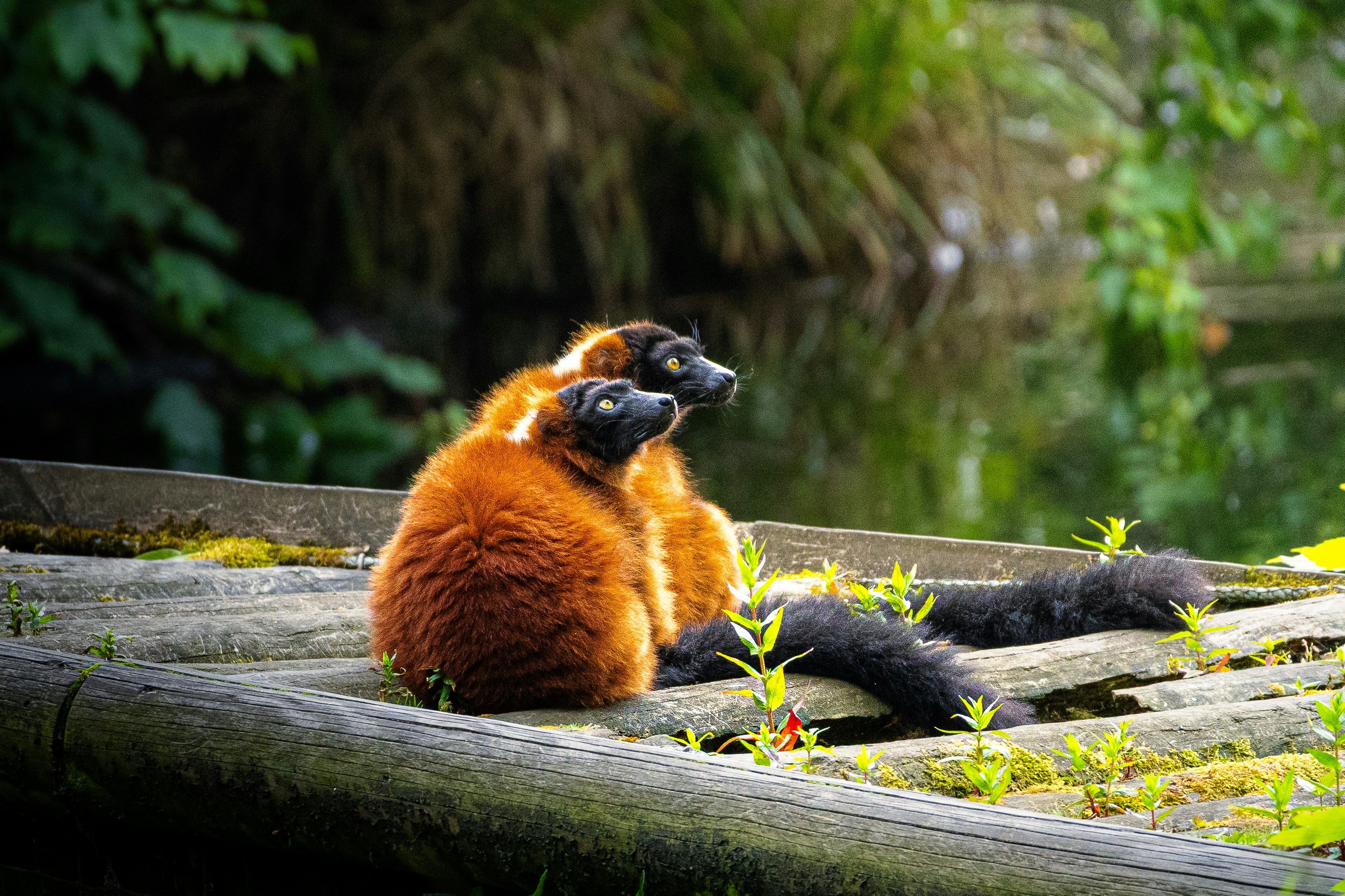 Two Crimson Ruffed Lemurs Repose on Weathered Logs