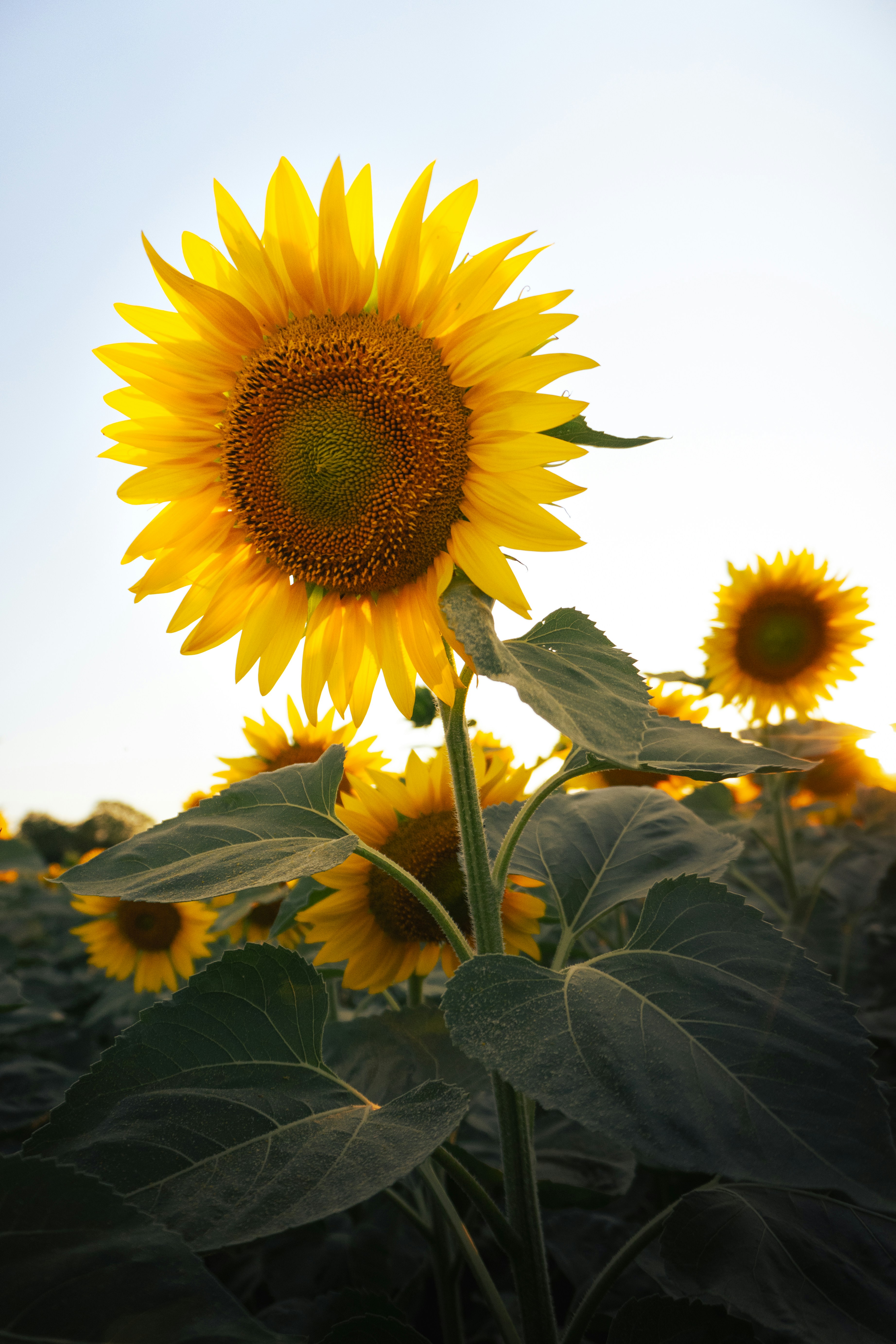 Sunlit Facets: A Front-Row View of a Sunflower Monolith
