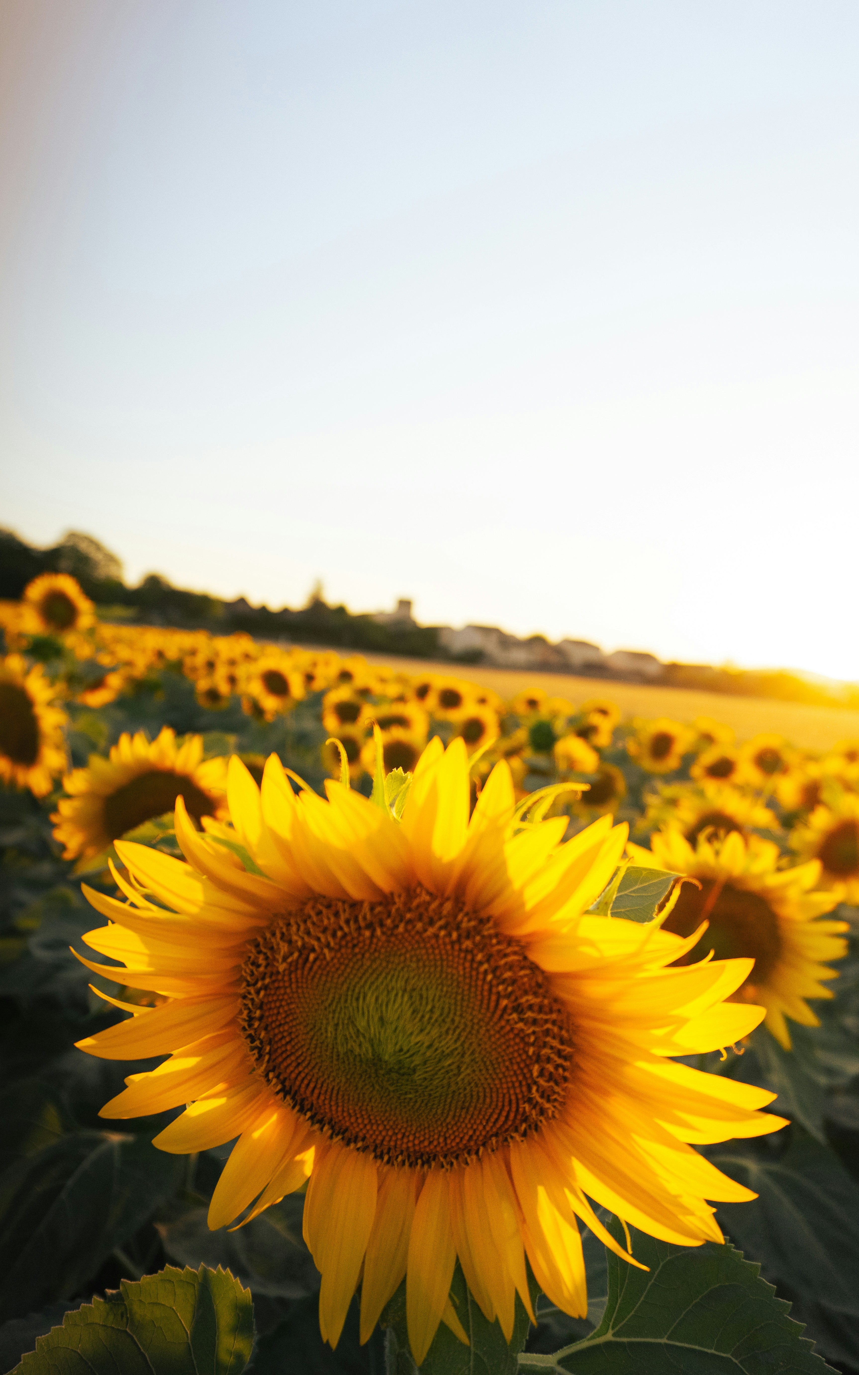 Sunlit Helianthus: A Blooming Sea Under a Wide Sky