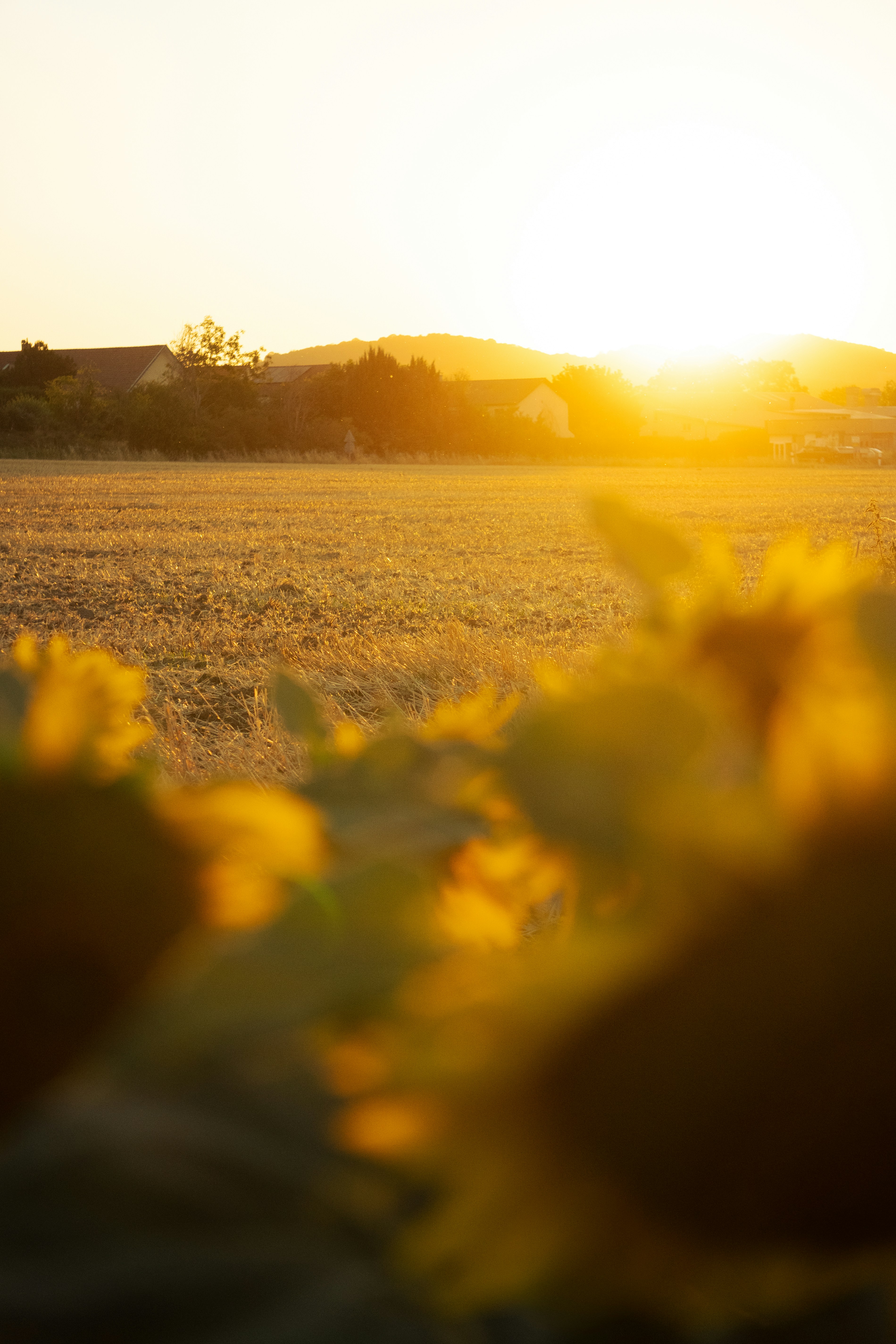 Golden Field at Dusk: Horizon Speech Beneath the Sun