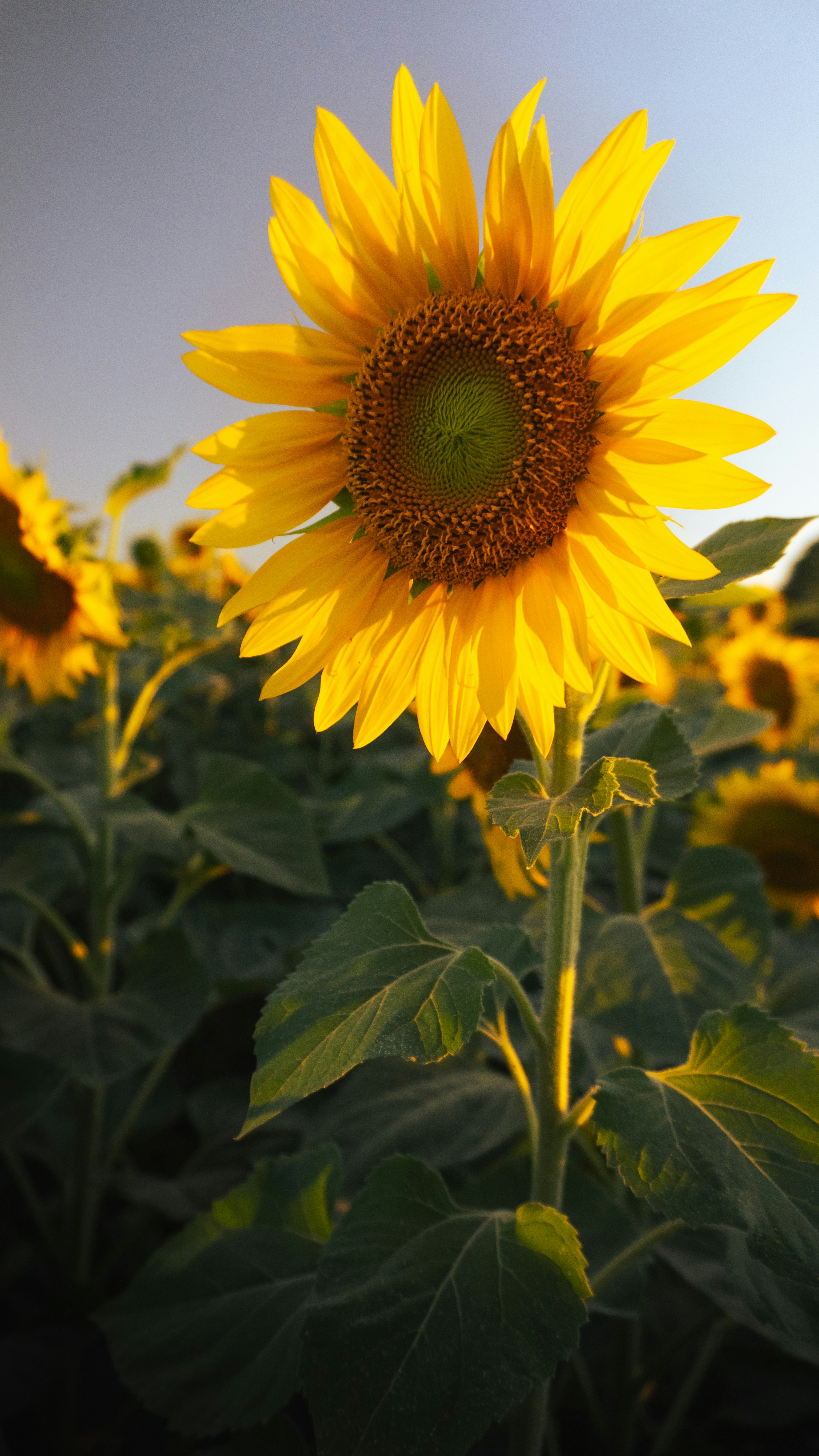 Sunlit Bloom: A Lone Sunflower Reaches Toward the Sky