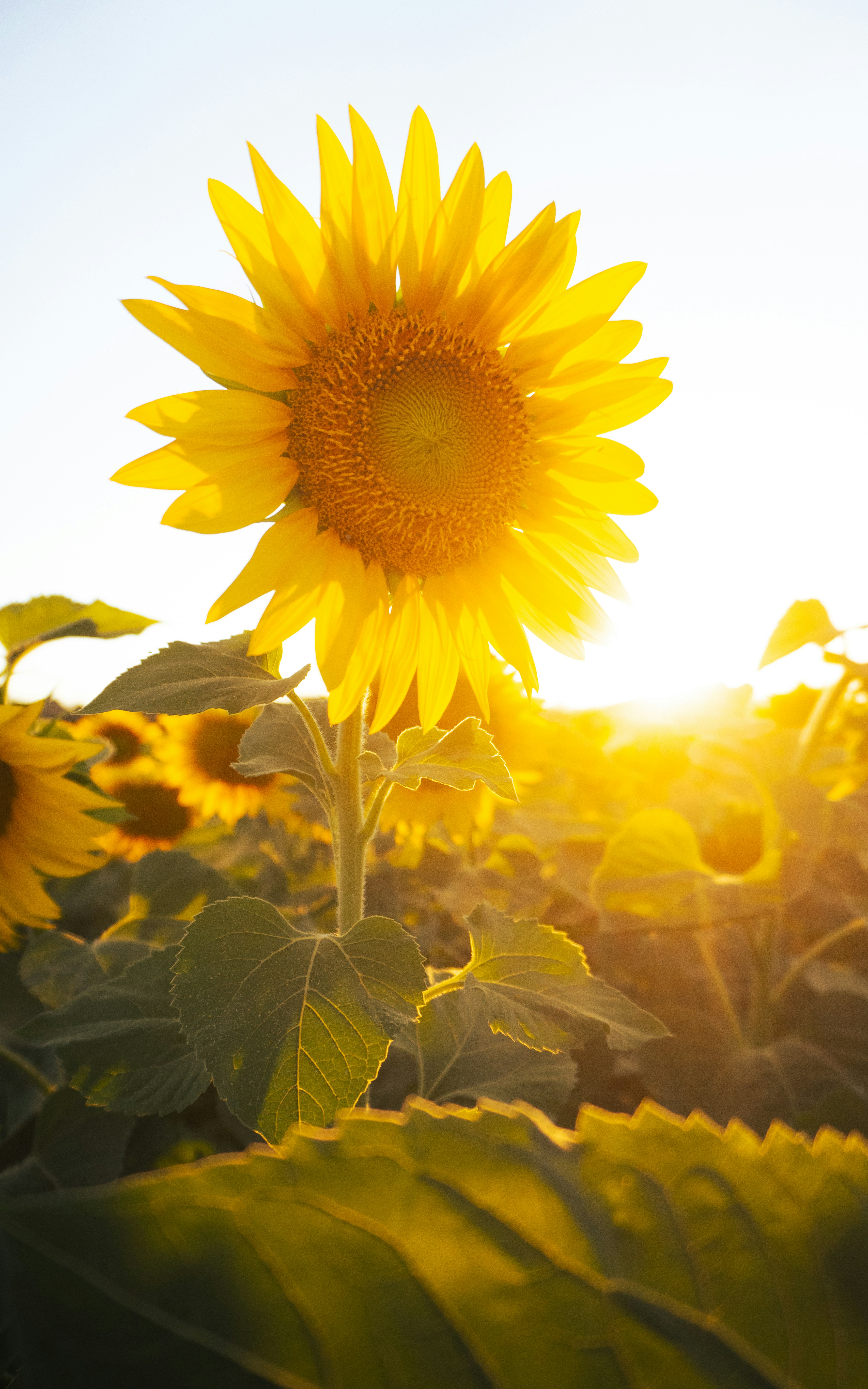 Sunlit Crown: A Bold Sunflower Reaches for the Evening Sky