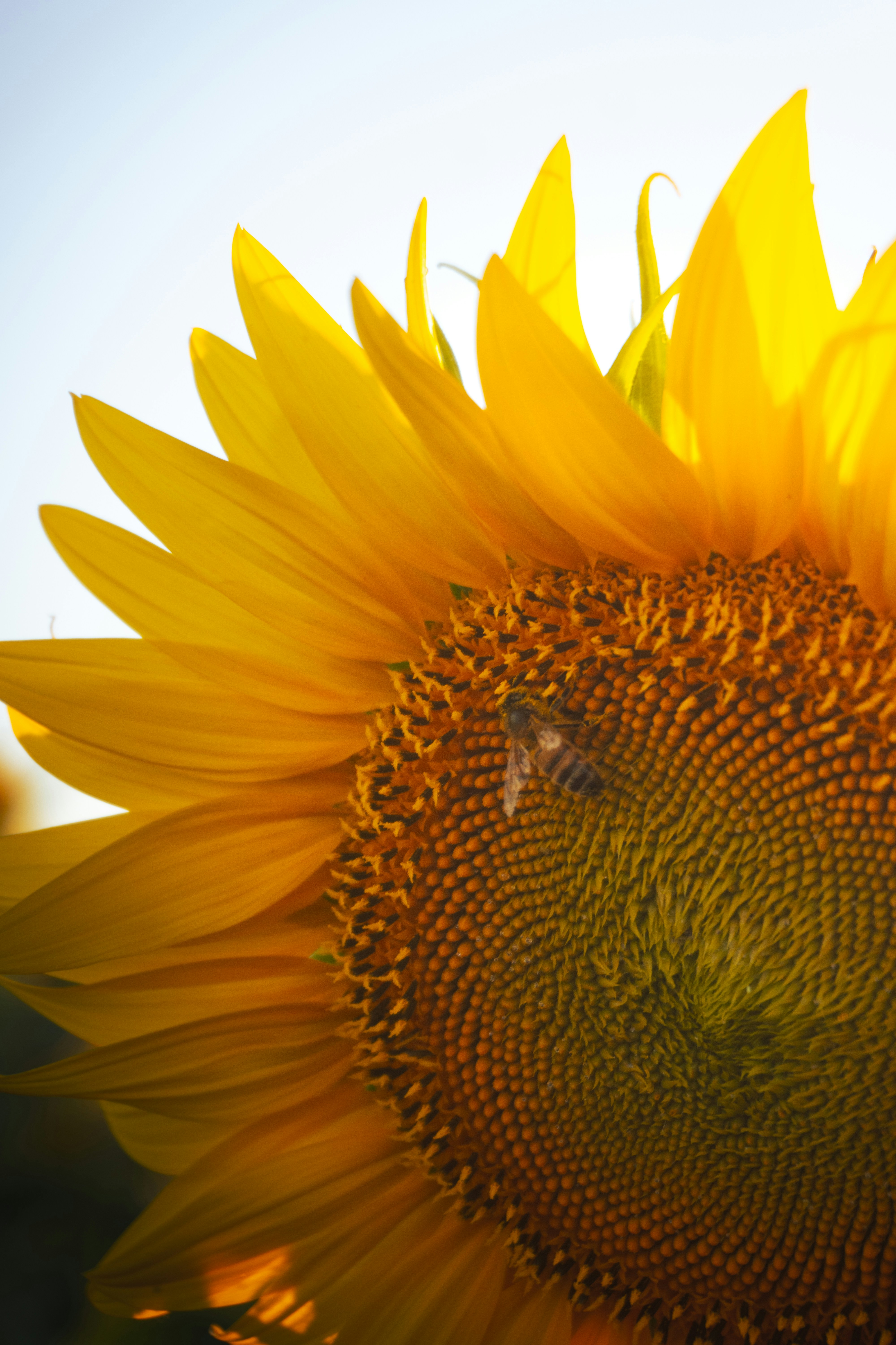 Sun-Gold Focus: the Sunflower’s Spiral in Bold Detail