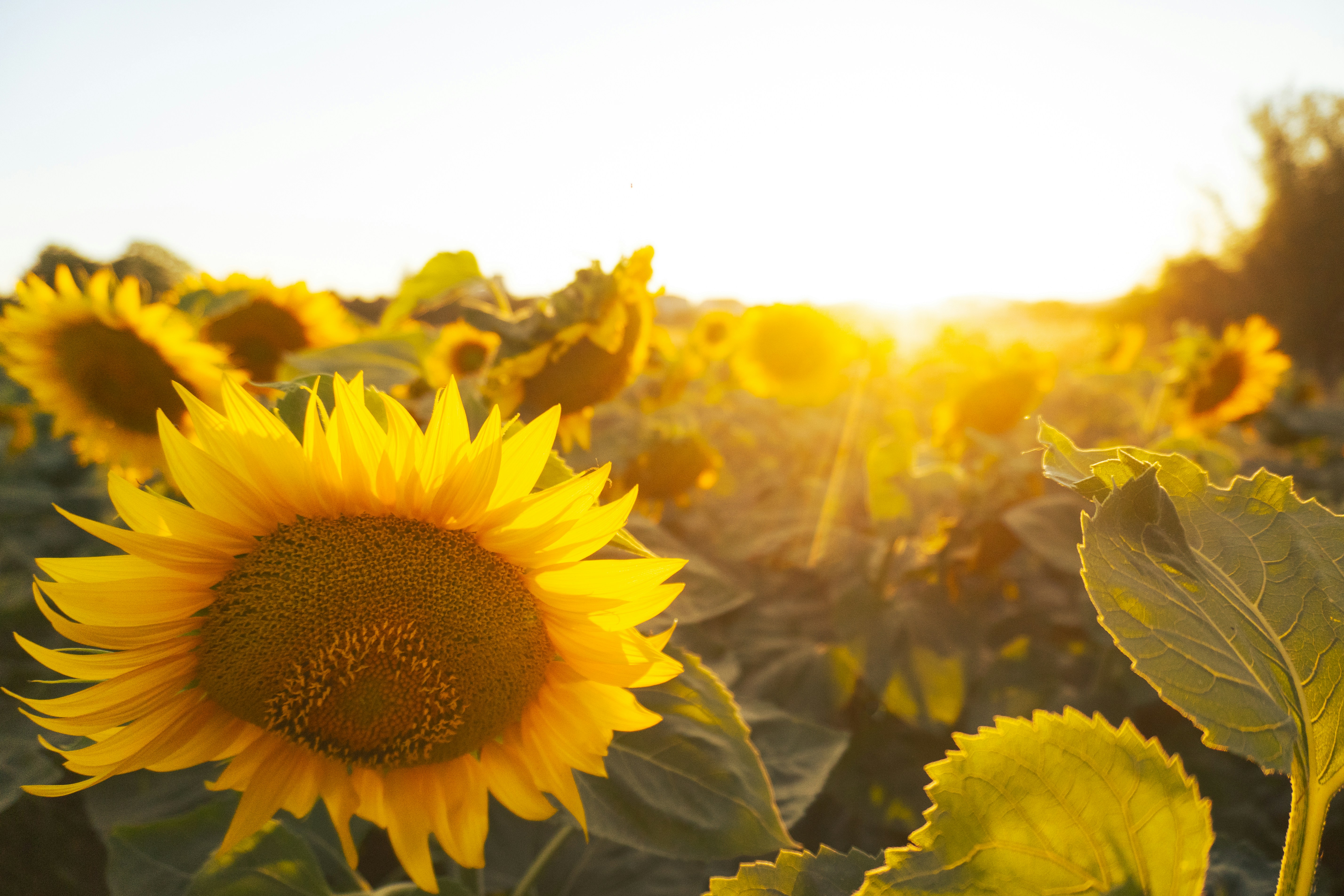 Sunflower Field photo shot on Sony Alpha 6400