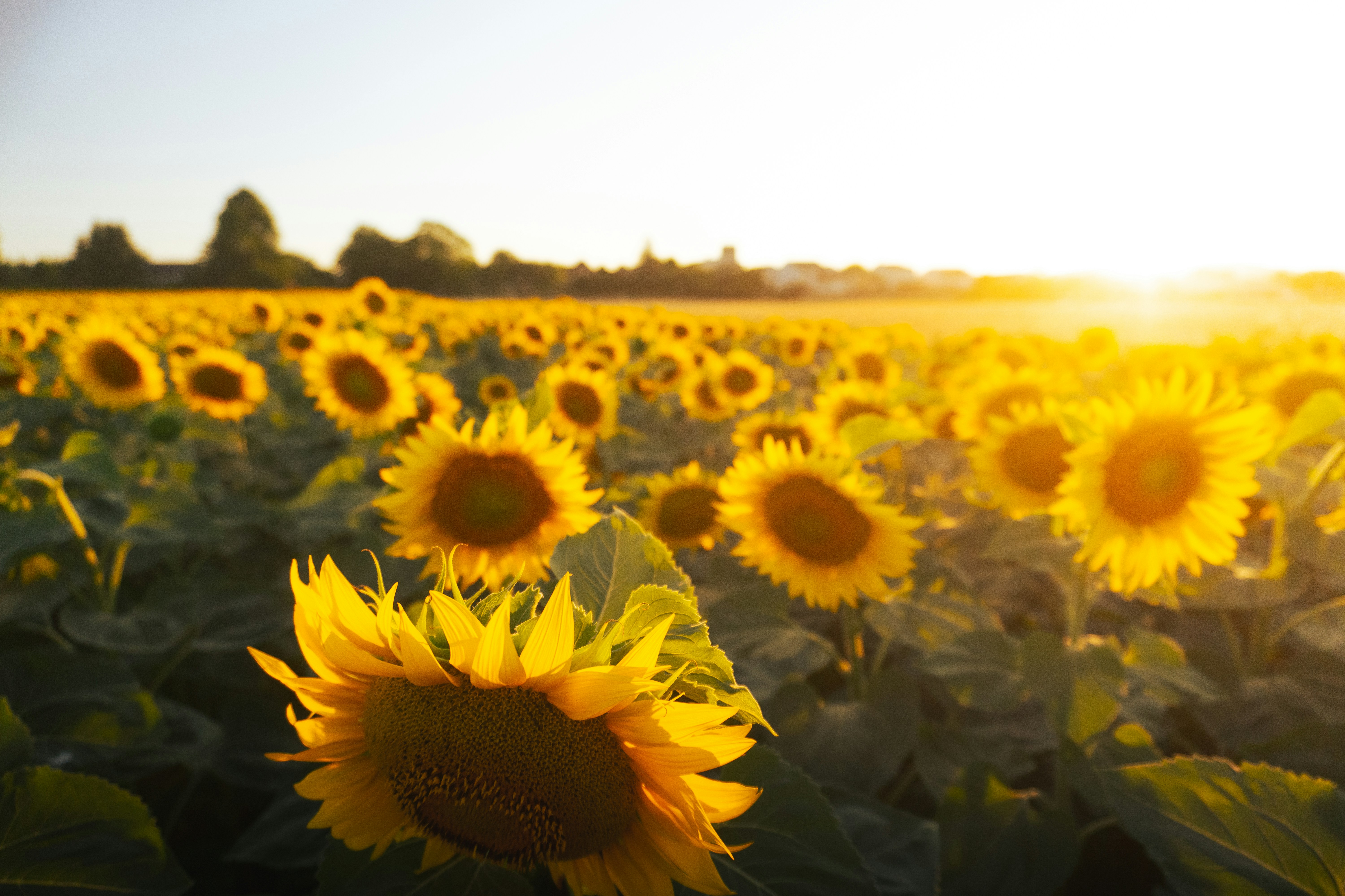 Sunlit Acres: A Field of Golden Bloom Under Evening Radiance