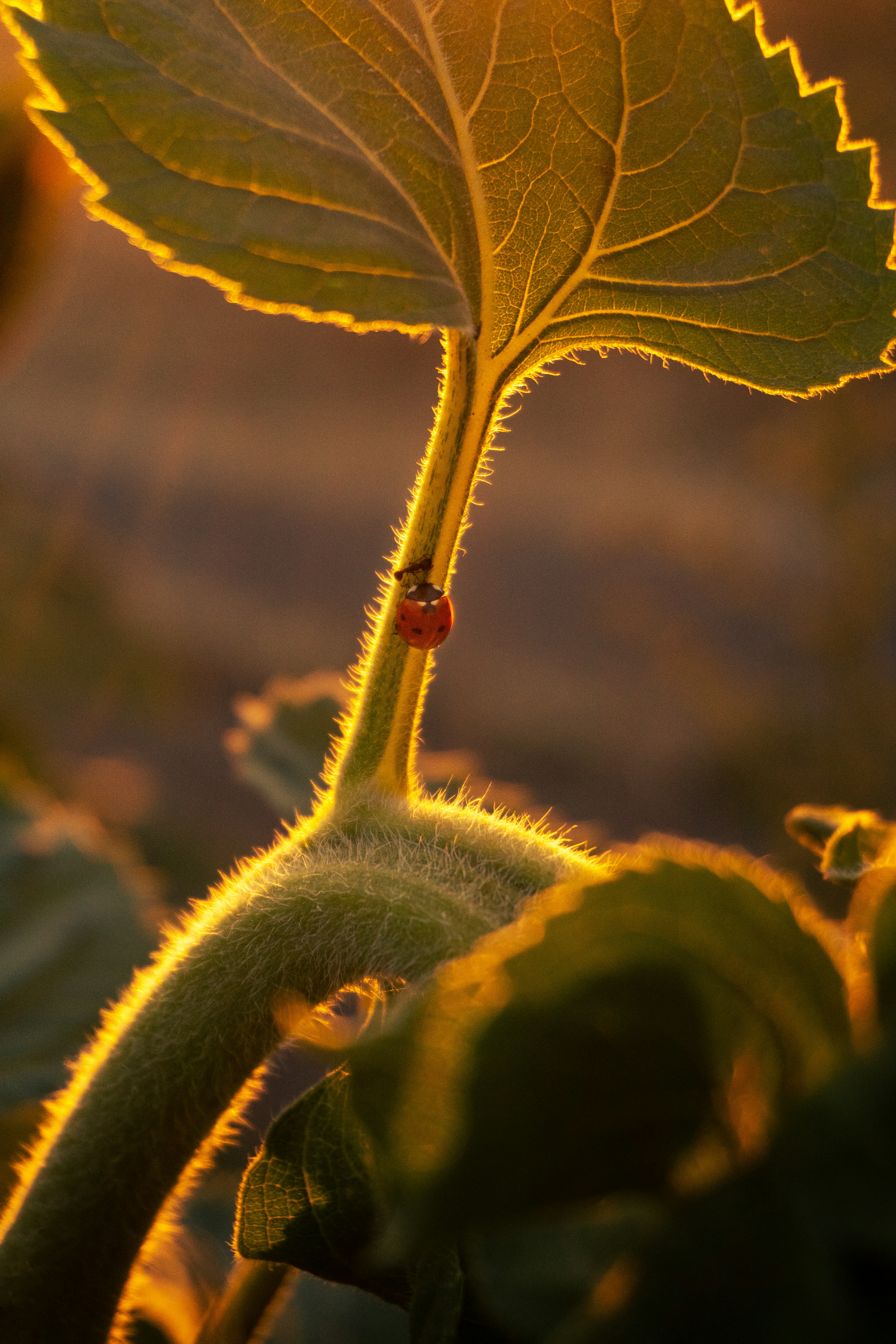 Golden Backlit Stem: A Ladybug’s Quiet Moment Amid Fuzz and Tendrils