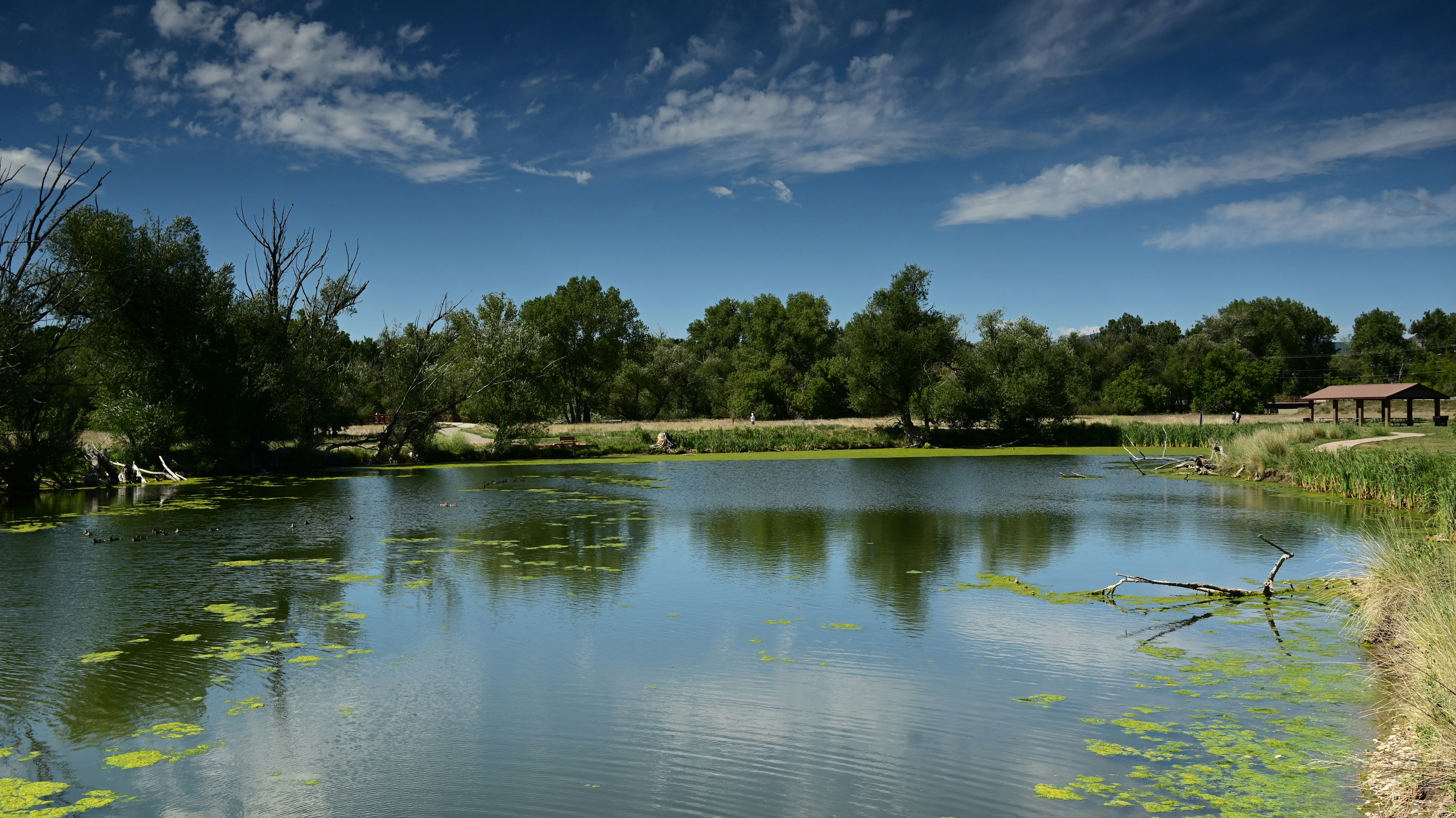 Serene Pond Vista Under a Clear Sky