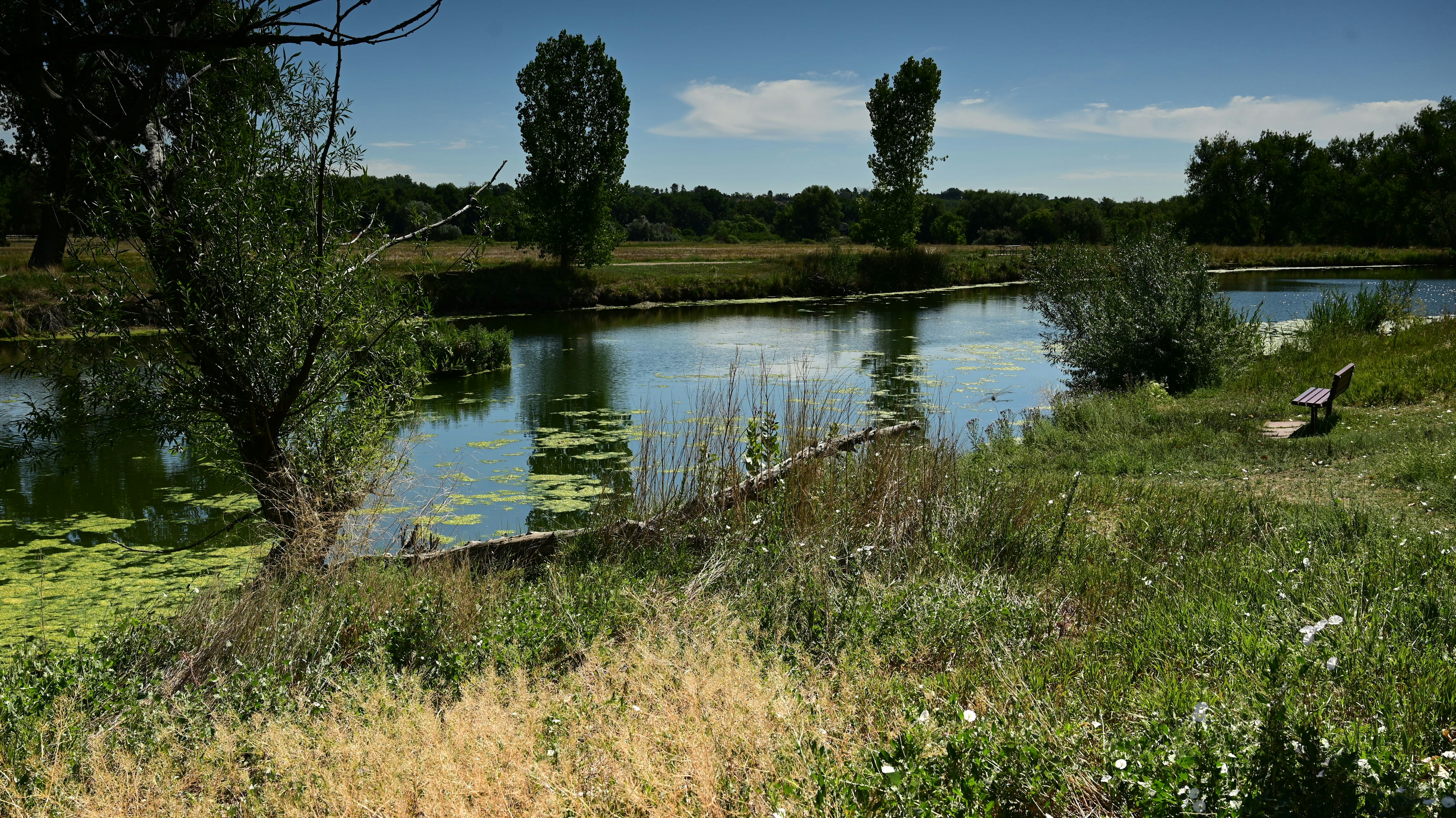 Serene riverside meadow under a bright afternoon sky