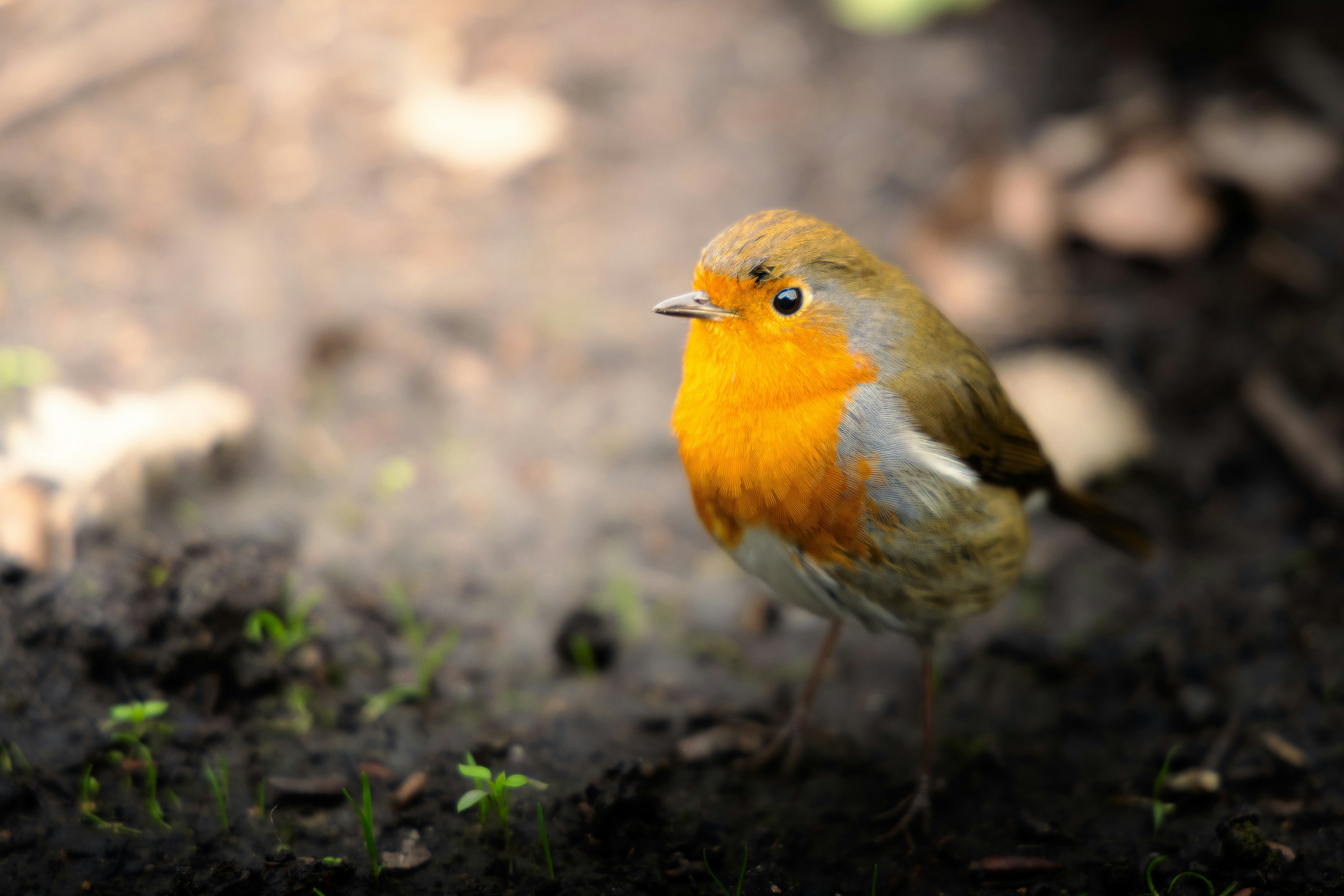 Orange-breasted Warbler in Soft Soil Light