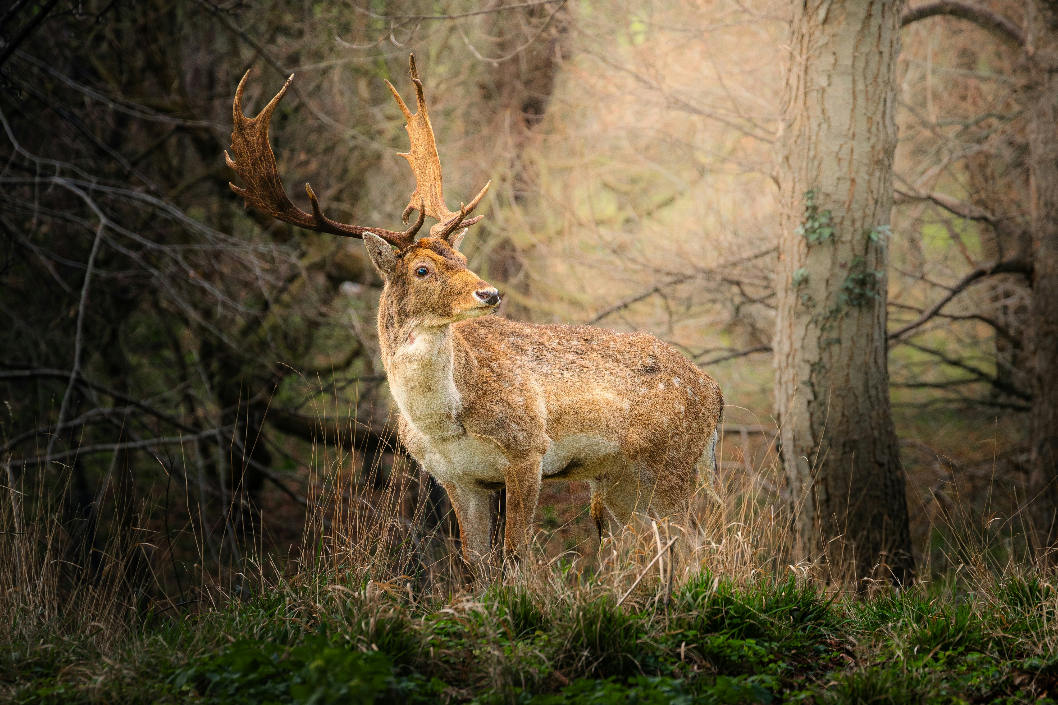 Majestic Stag in Winter Quiet