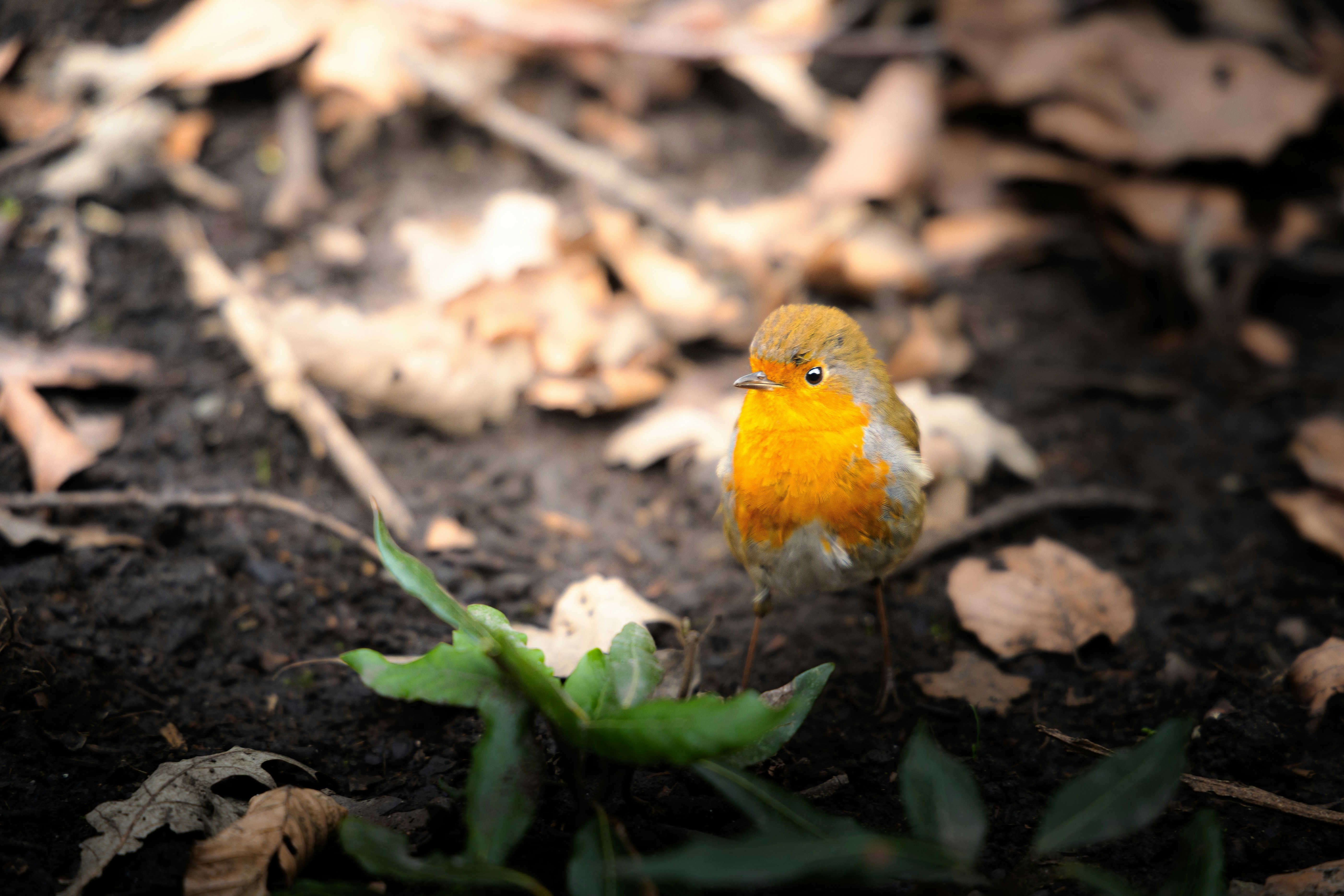 Small Flame on a Leaf: A Robin’s Quiet Moment in the Forest Floor