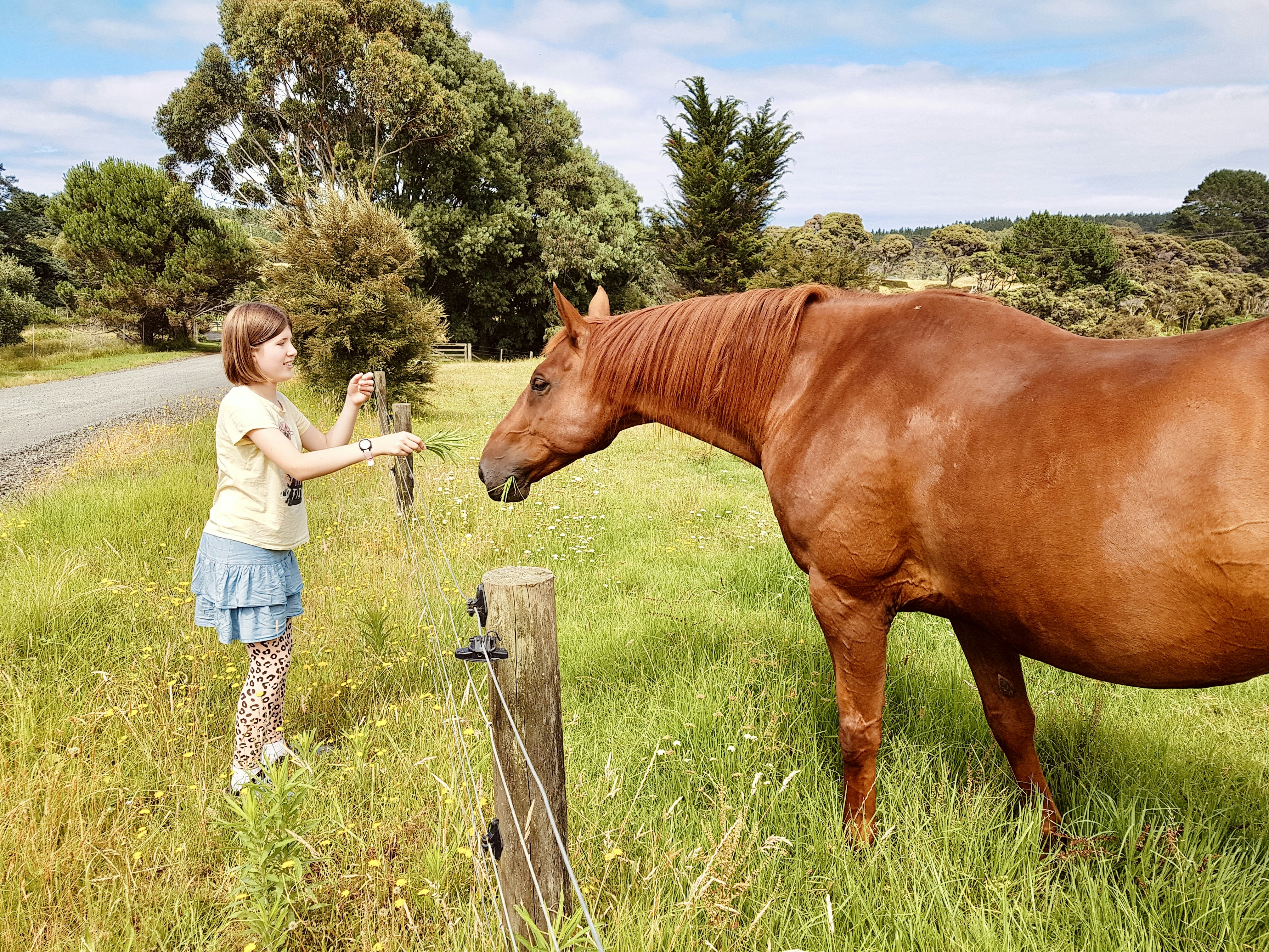 A girl offers a treat to a chestnut horse in a sunlit meadow, with a fence post and open field behind them. Colorful scene emphasizes gentle interaction.