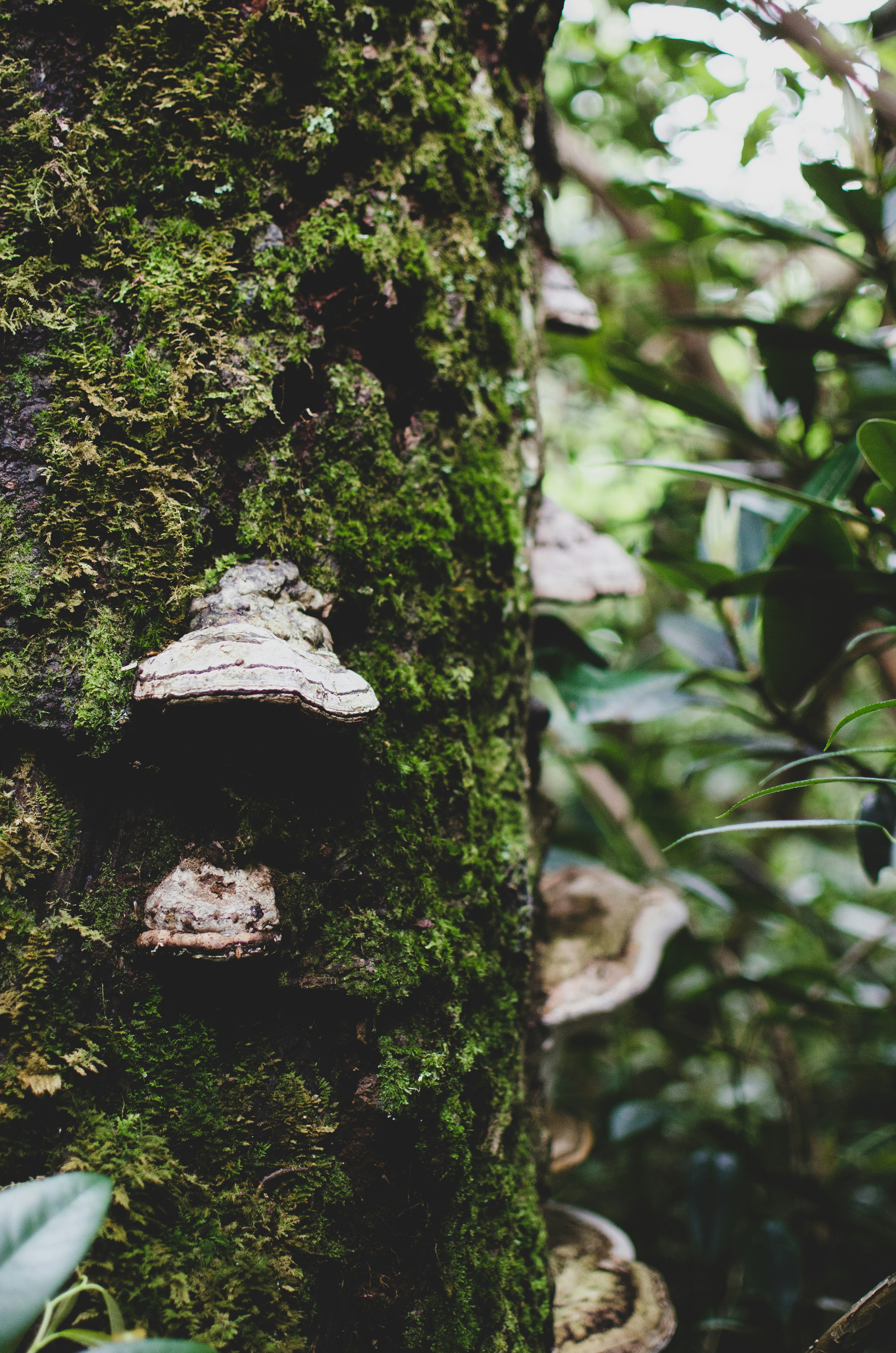Moss-clad Trunk hosting shelf fungi