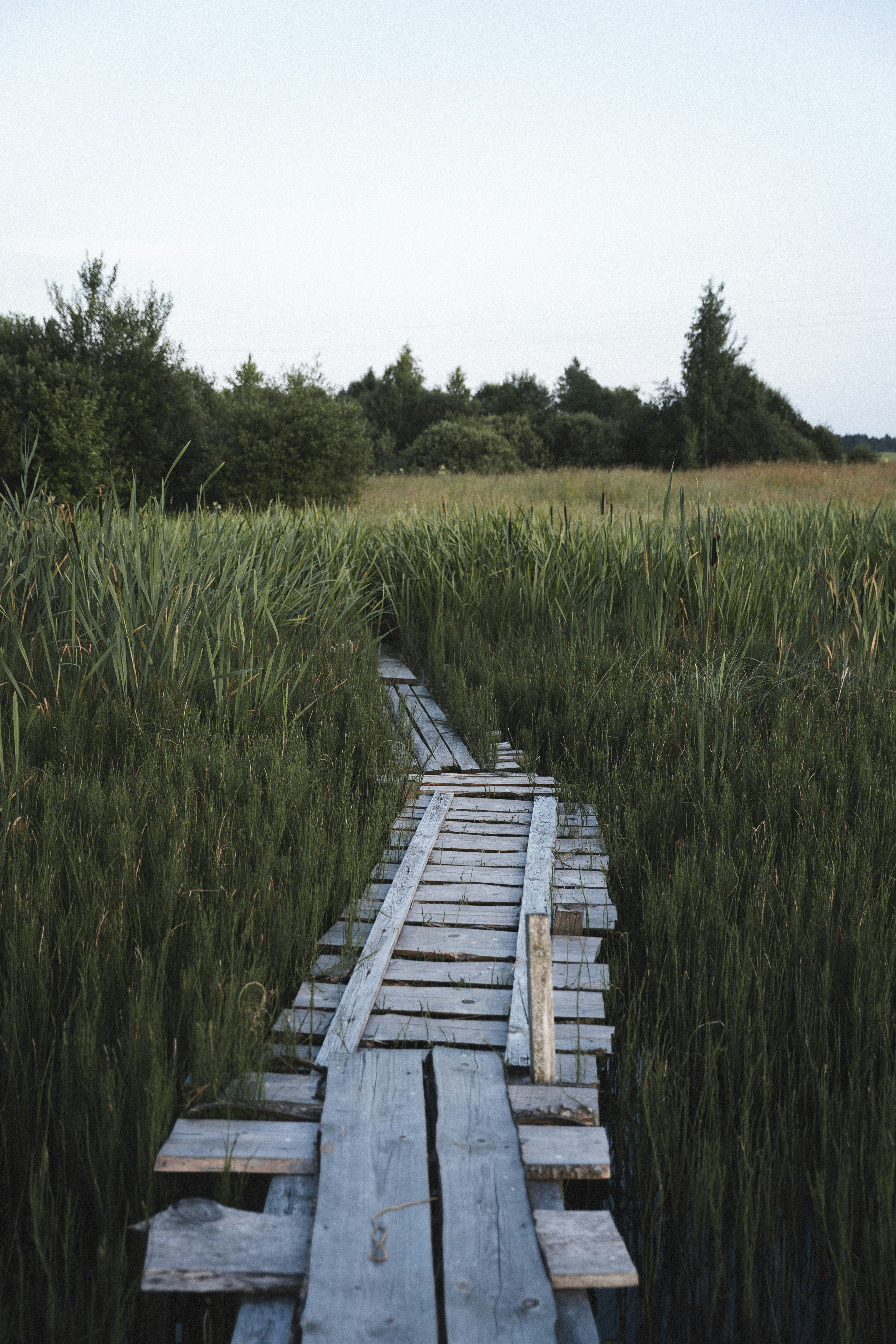 Boardwalk Through Reeds toward a Quiet Horizon