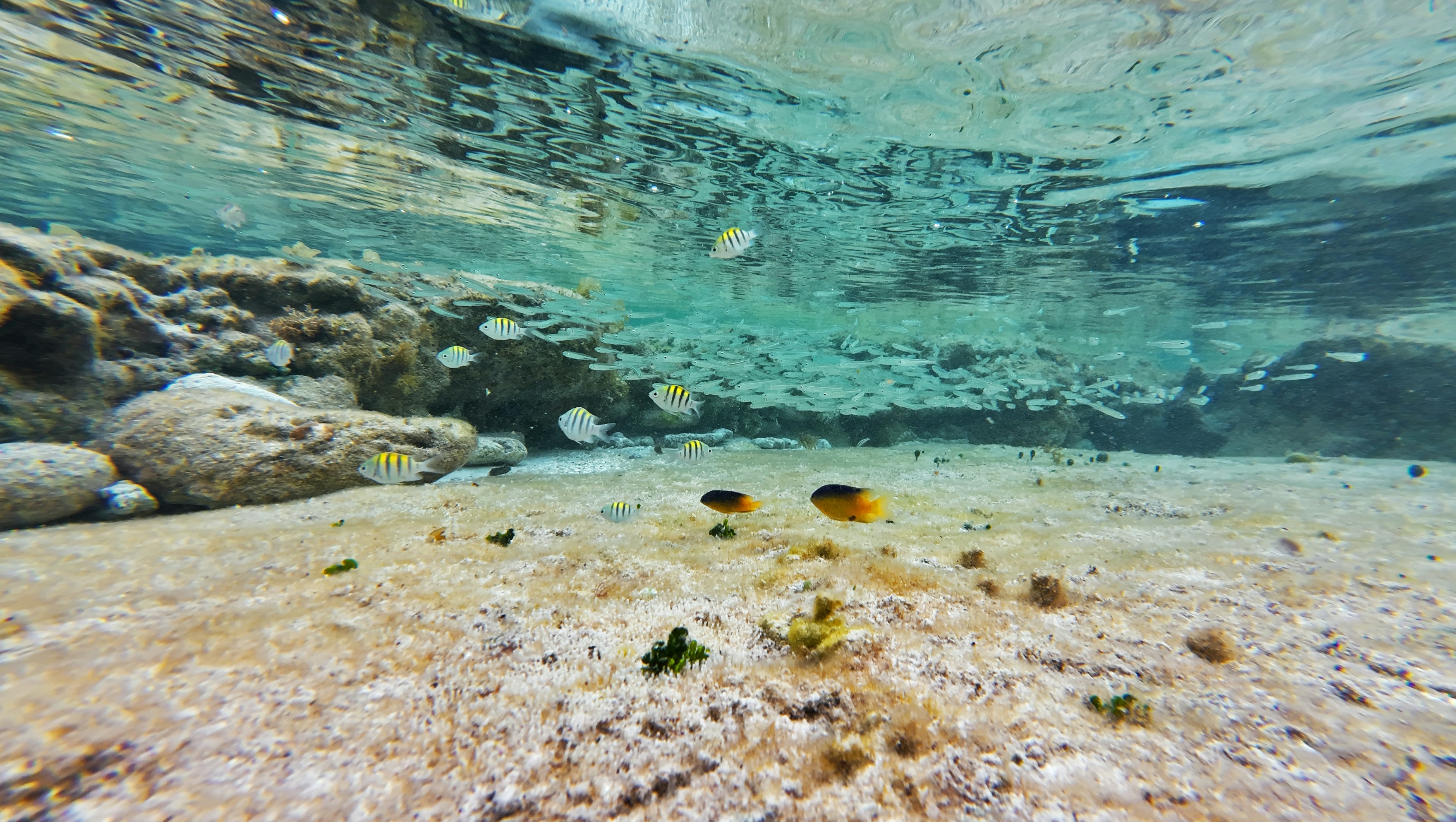 Clear tropical sea with a sandy bottom and scattered rocks, a small school of yellow-striped fish gliding above the reef, and sunlit water revealing underwater textures.