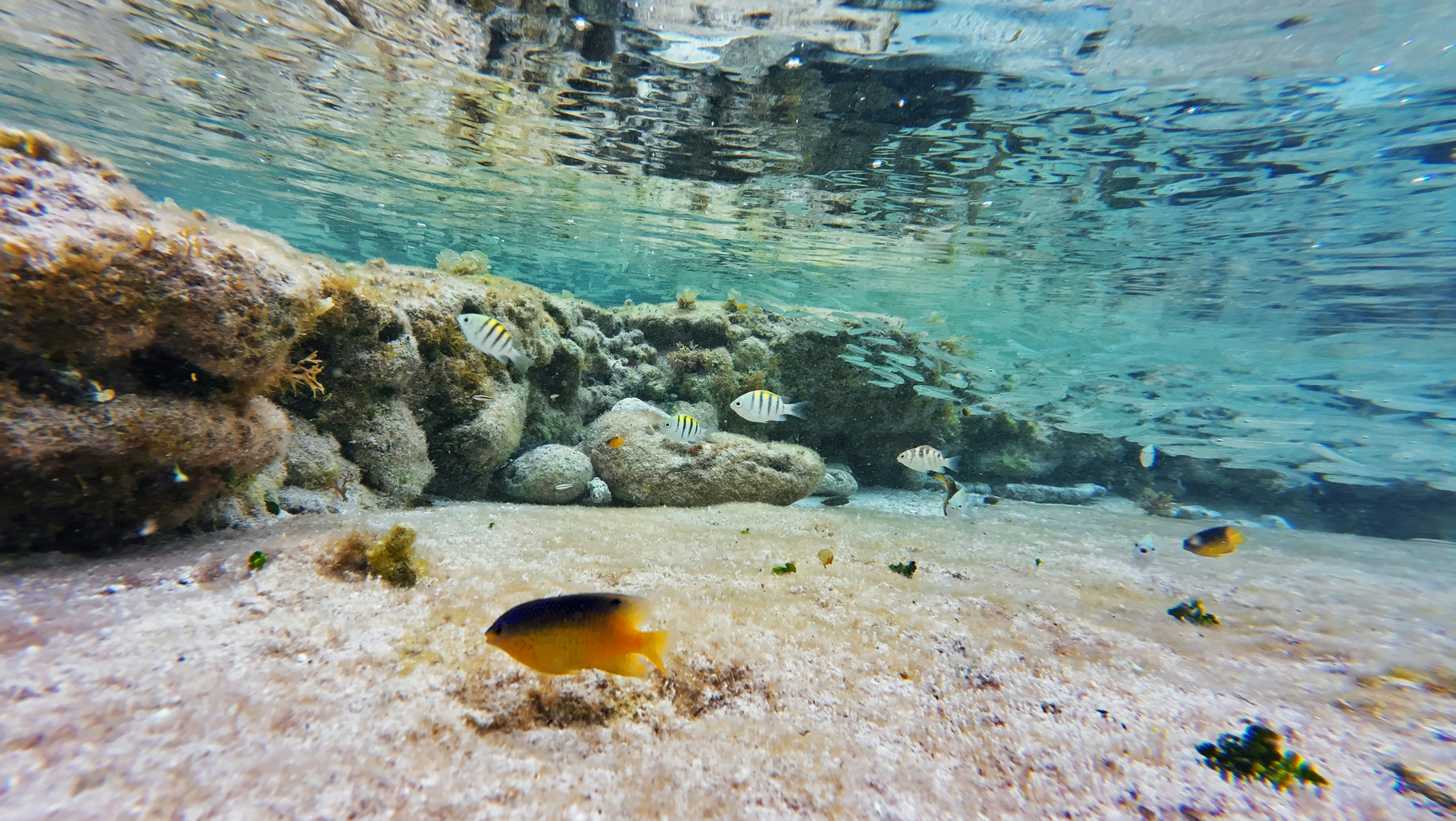 Shallow reef hush: sunlit sand and fluttering fish