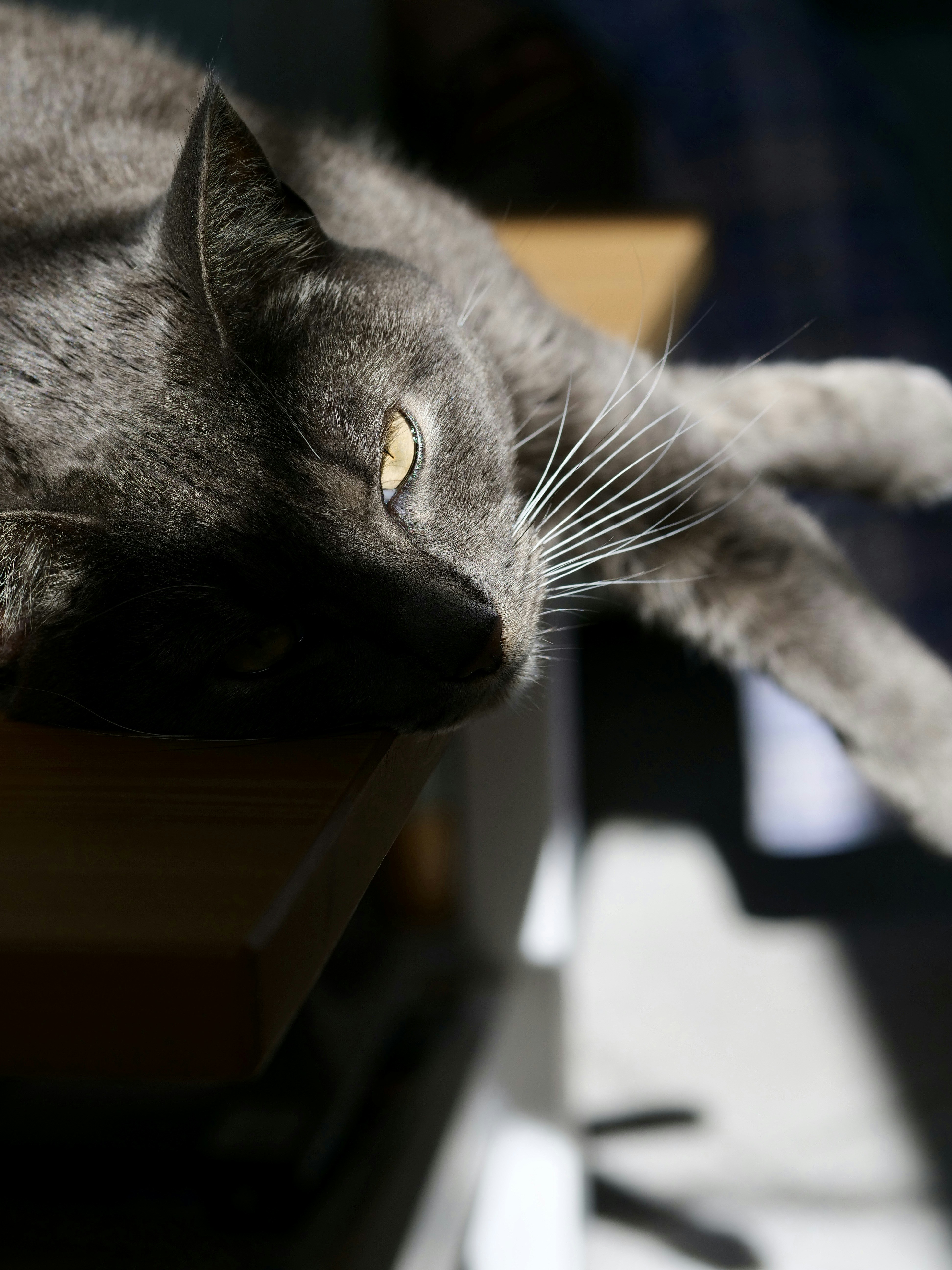 Grey Whiskers at Drowsy Break: A Cat Lounges on Quiet Light