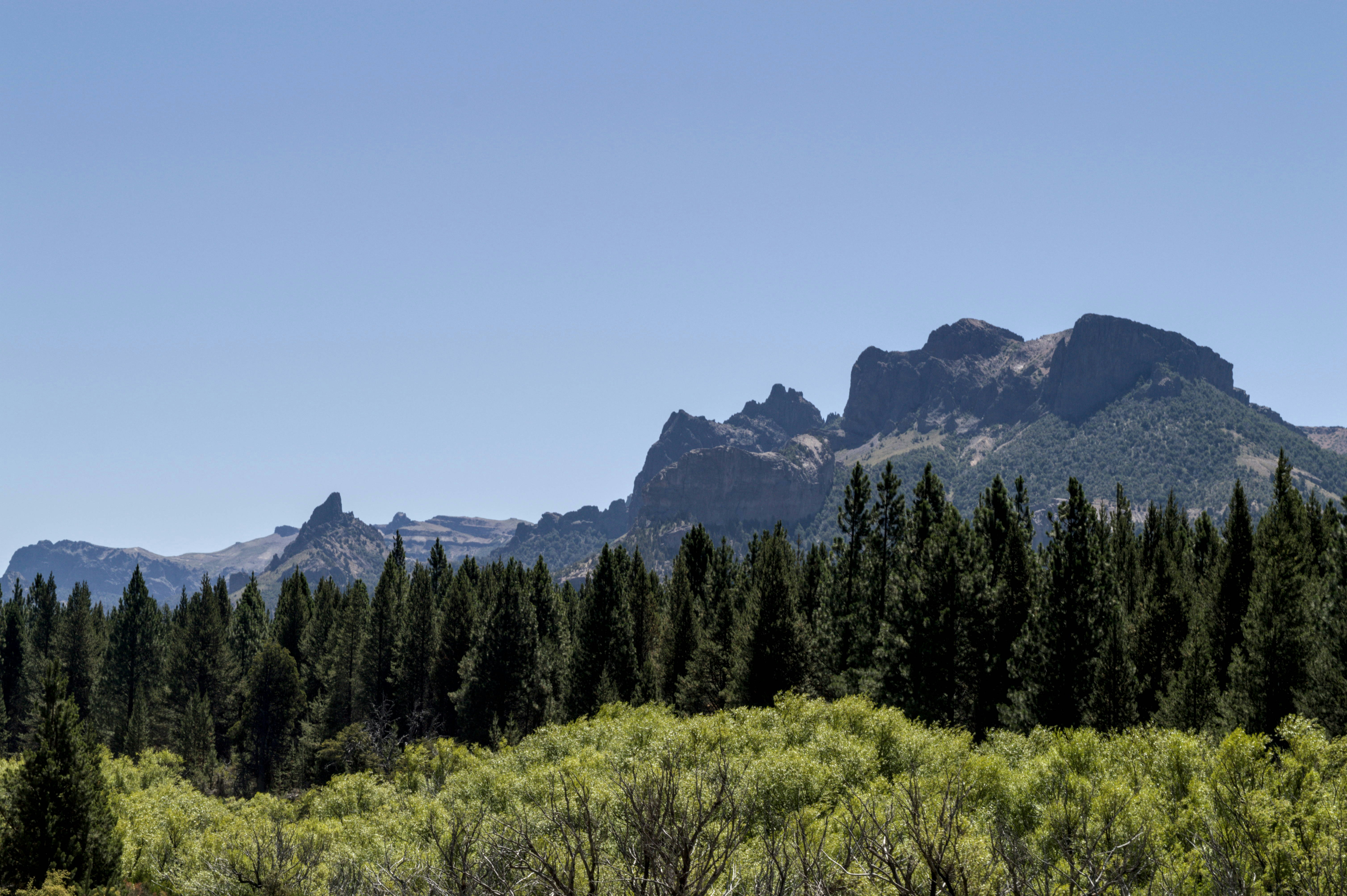 Ridge and Pines Under a Clear Sky