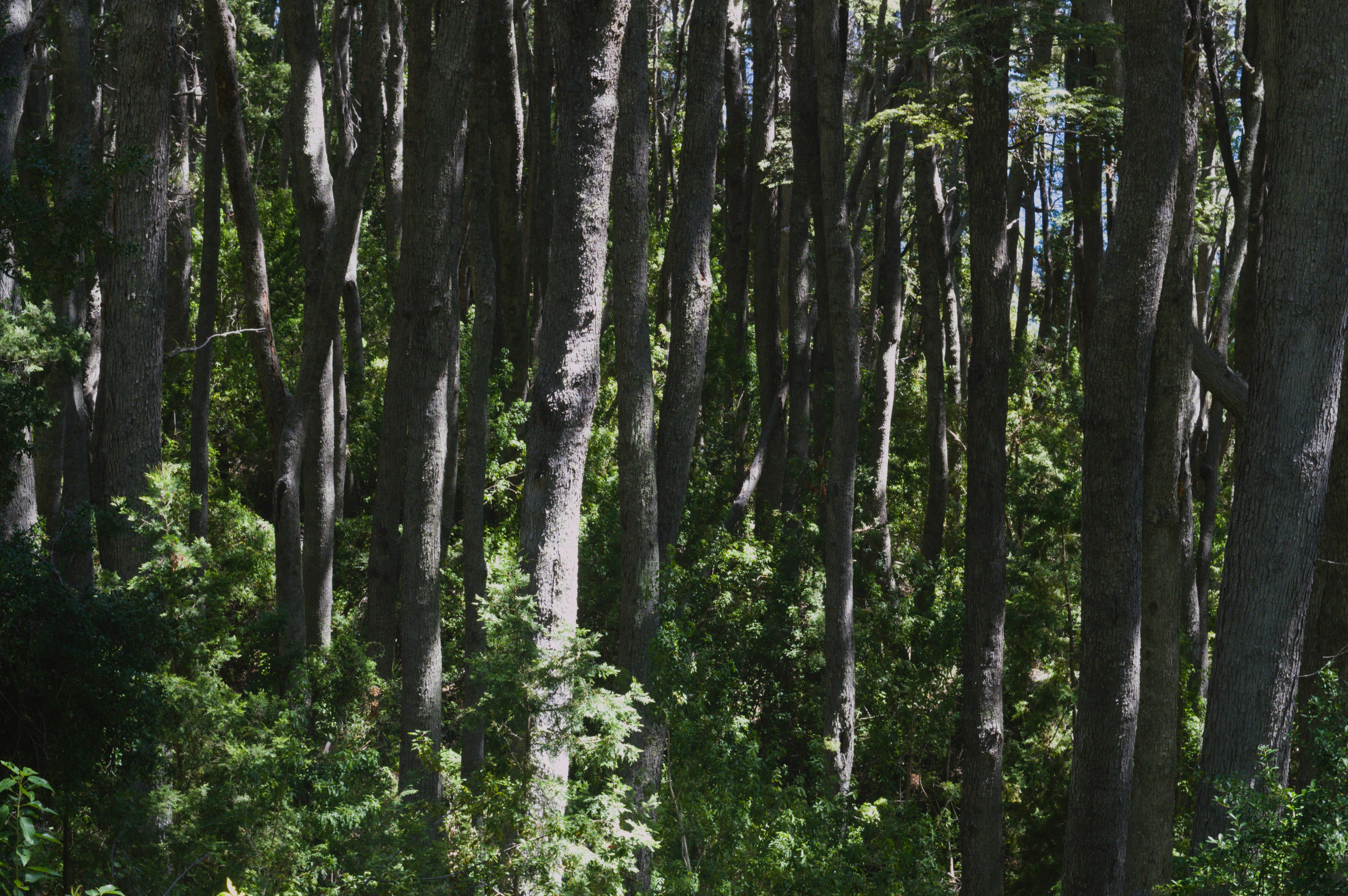 Sunlit trunks: a quiet grove of towering trees