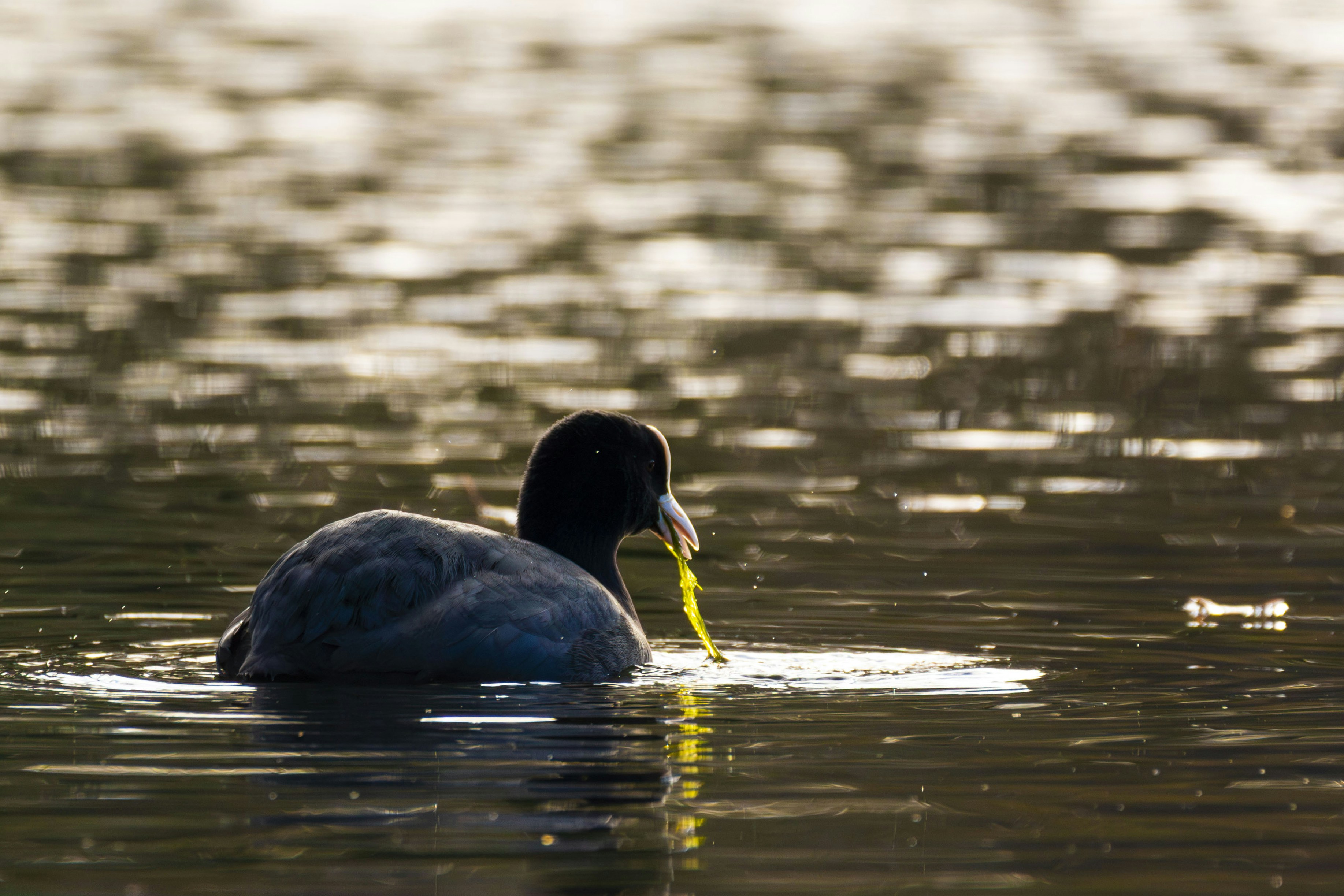 Luminous Echo: Duck Harbor Feeding at Twilight