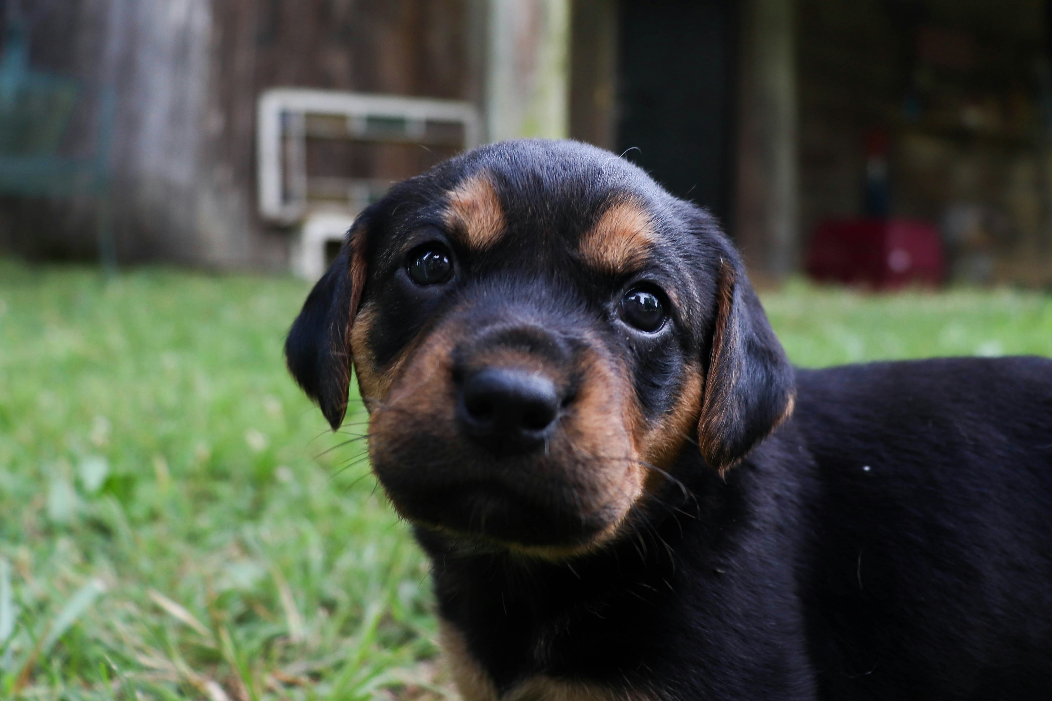 Curious Pup: A Welcoming Glance in Soft Focus Grass