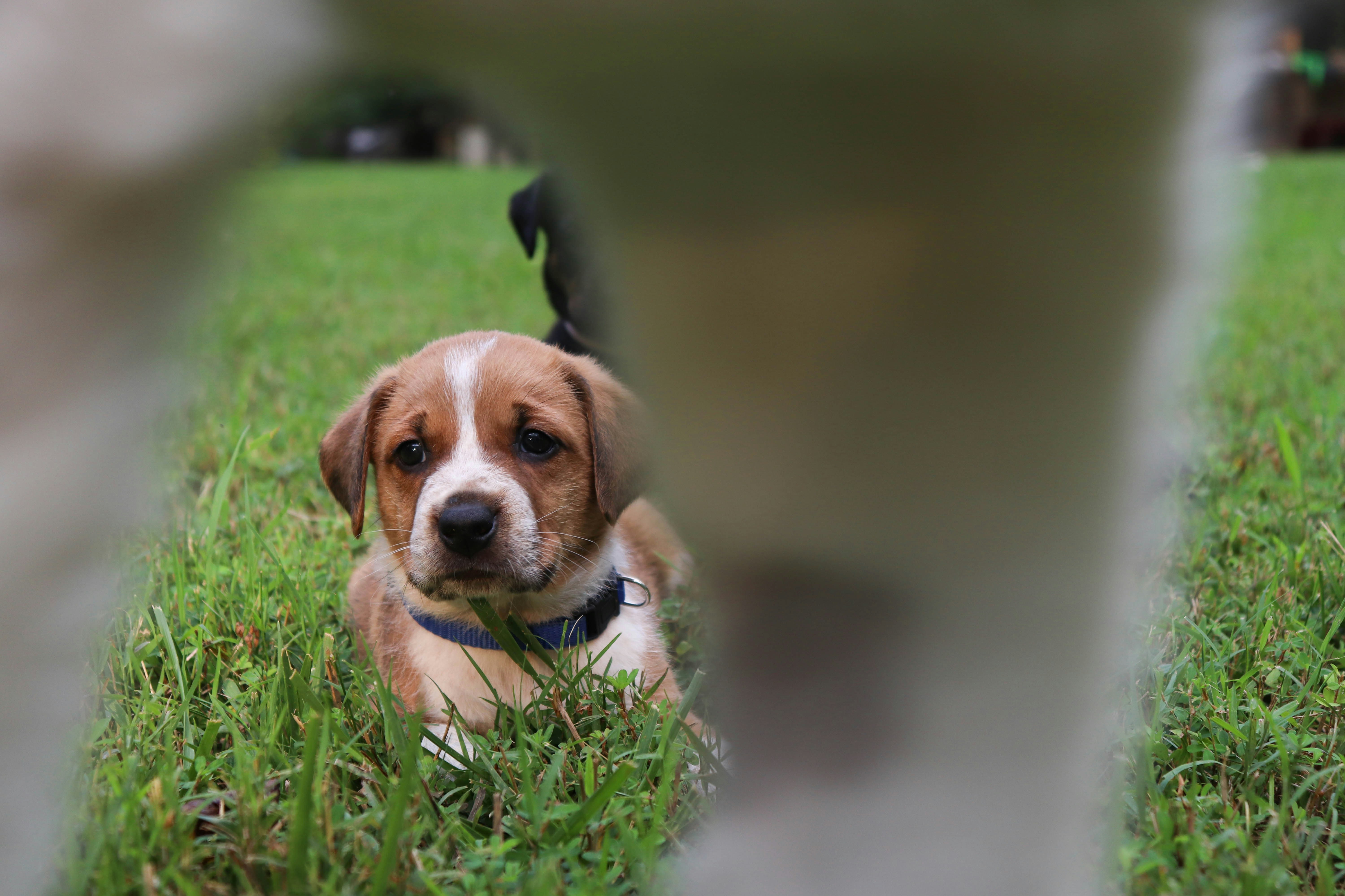 Curious Faces Under the Grass-Toothed Frame