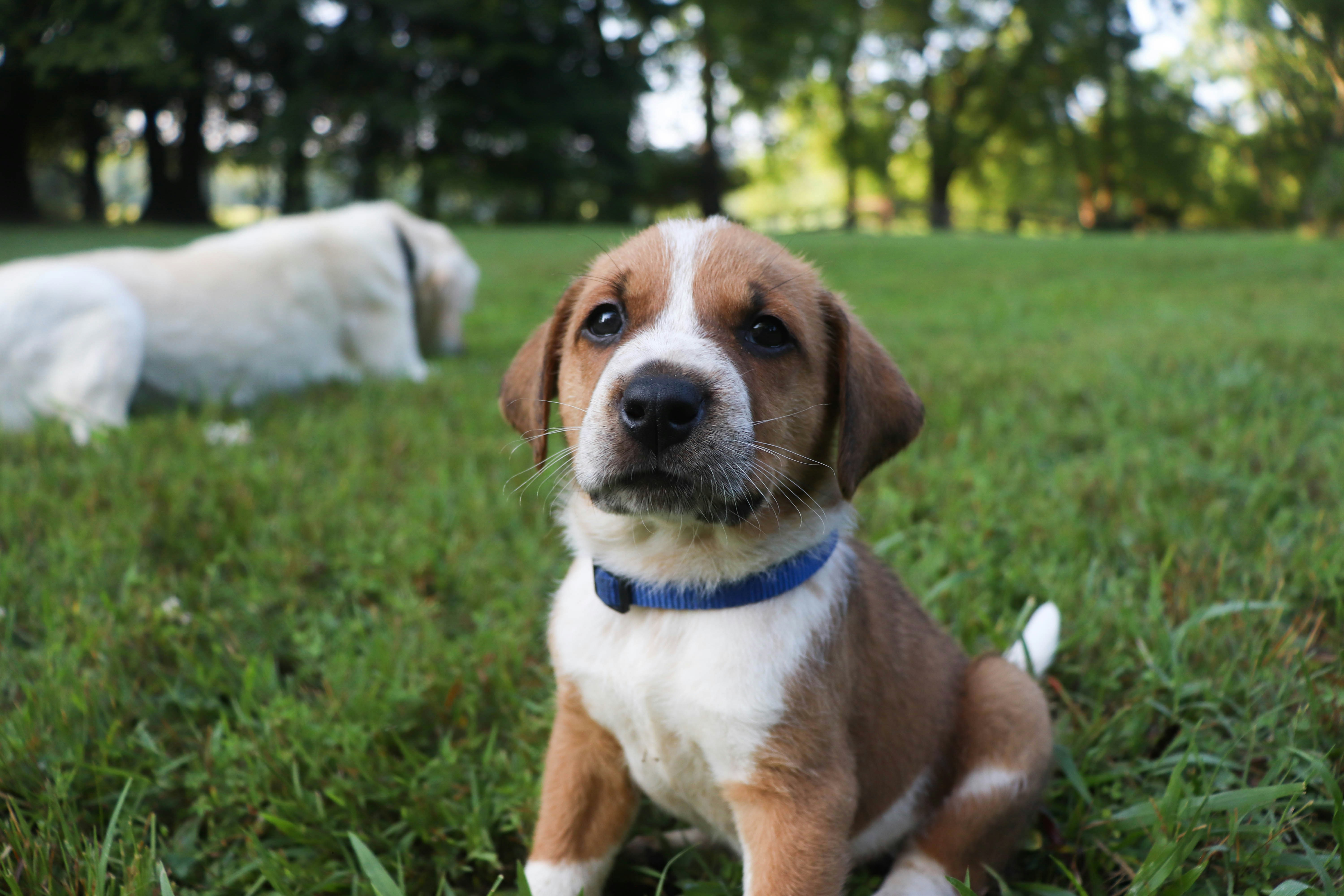 Curious Pup under Parklight: A Puppy’s First Portrait