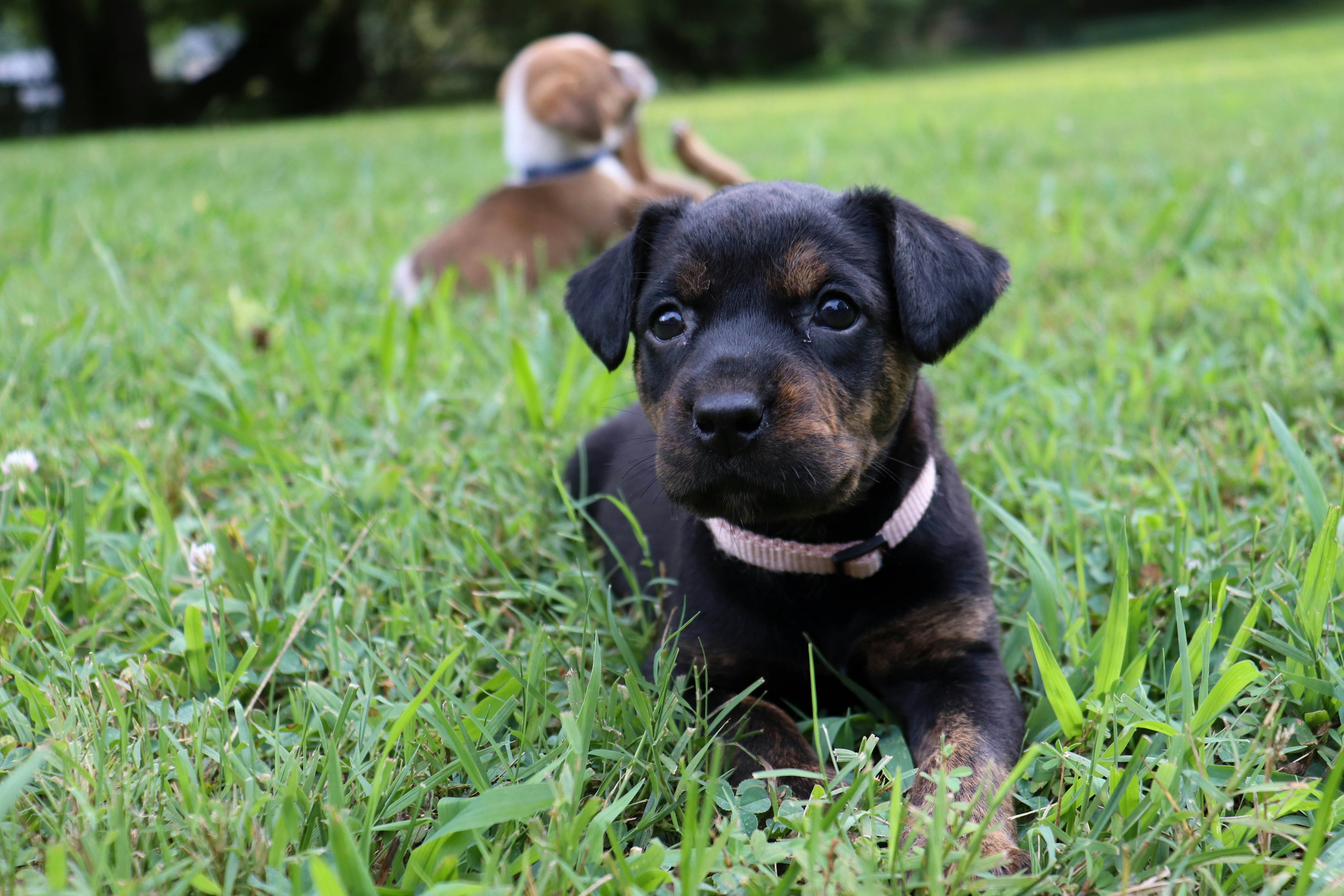 Lone Pup in Focus: A Curious Eye on the Grass