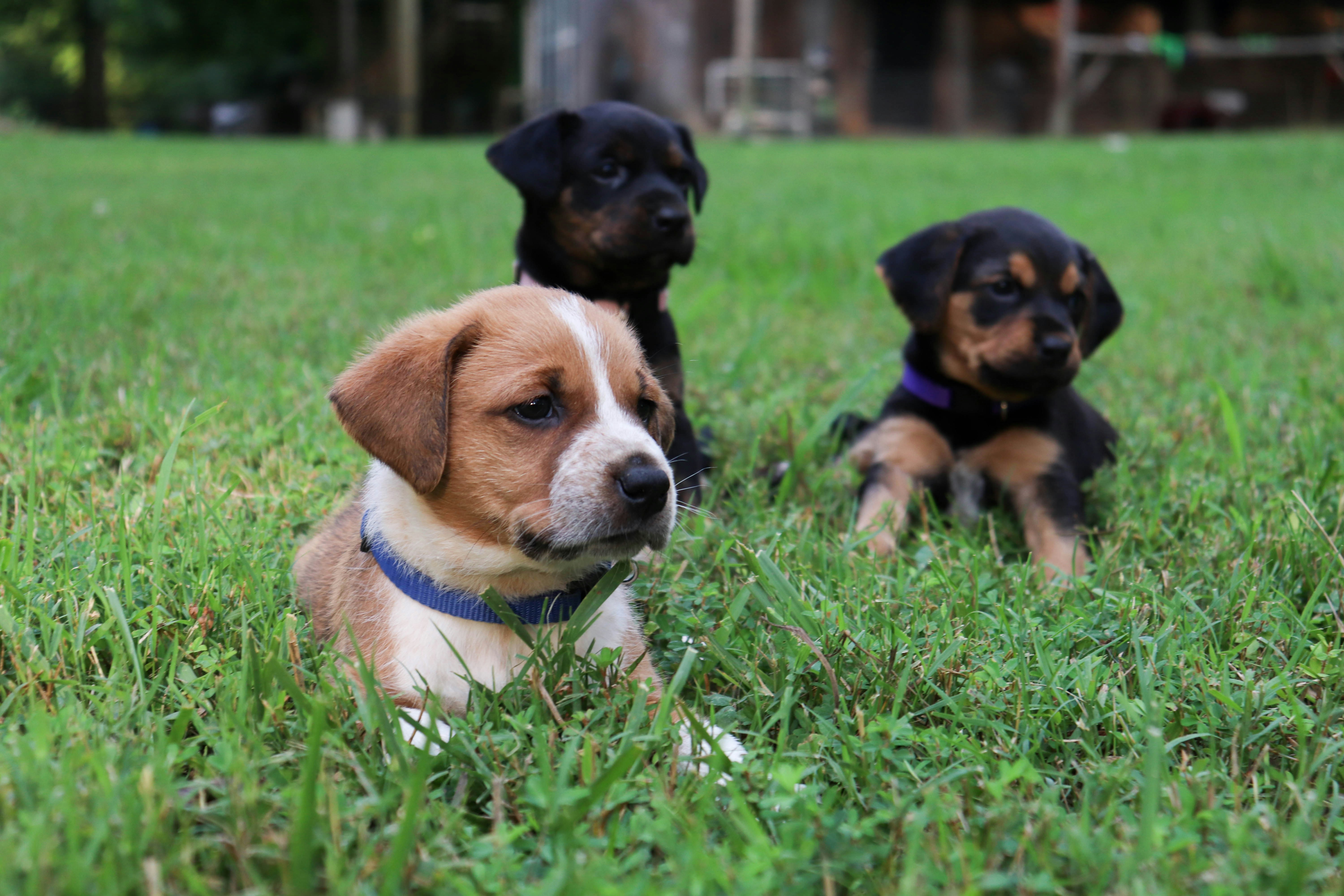Three littles, one grassy horizon