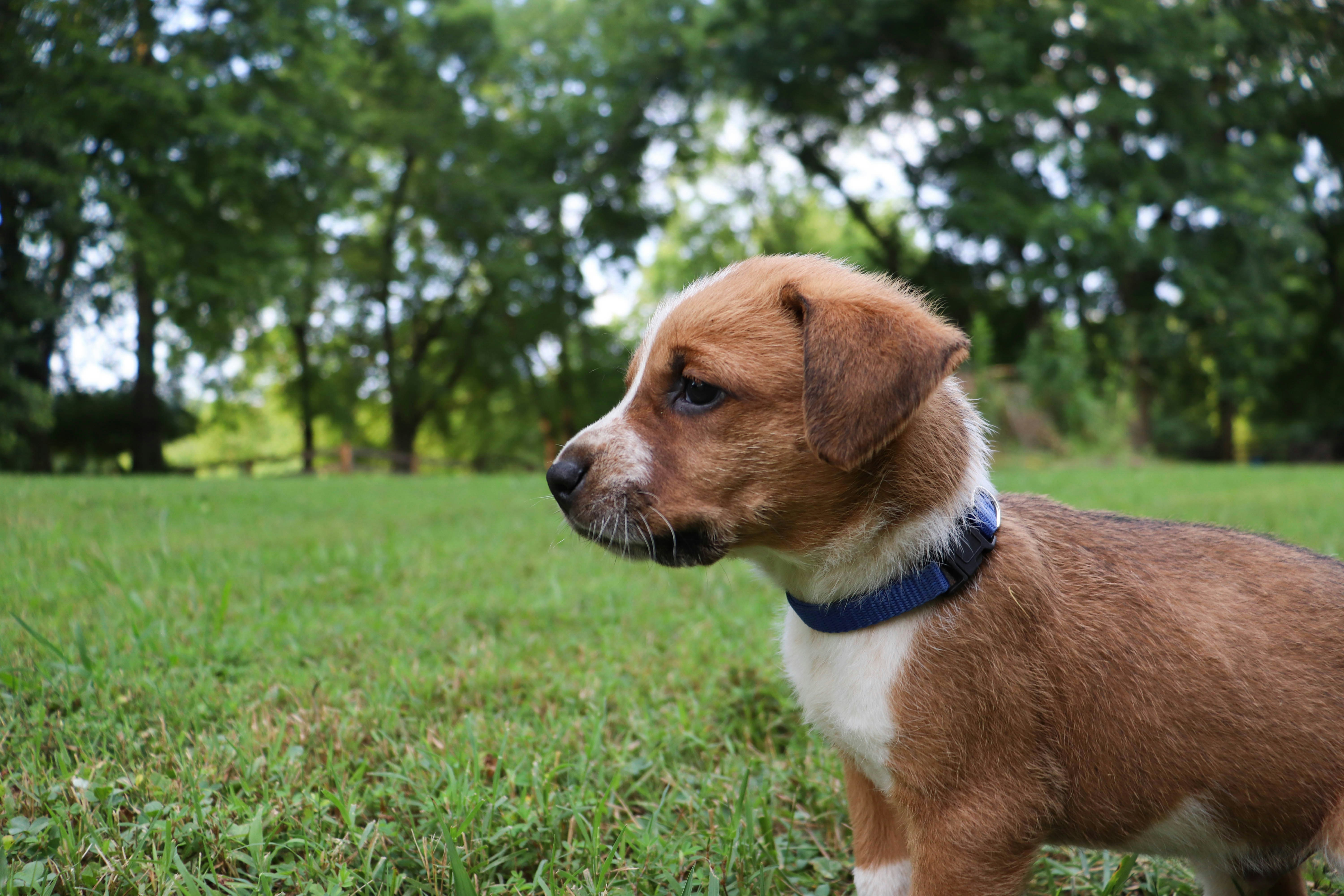Patrol at the Park: a curious pup on a sunlit afternoon