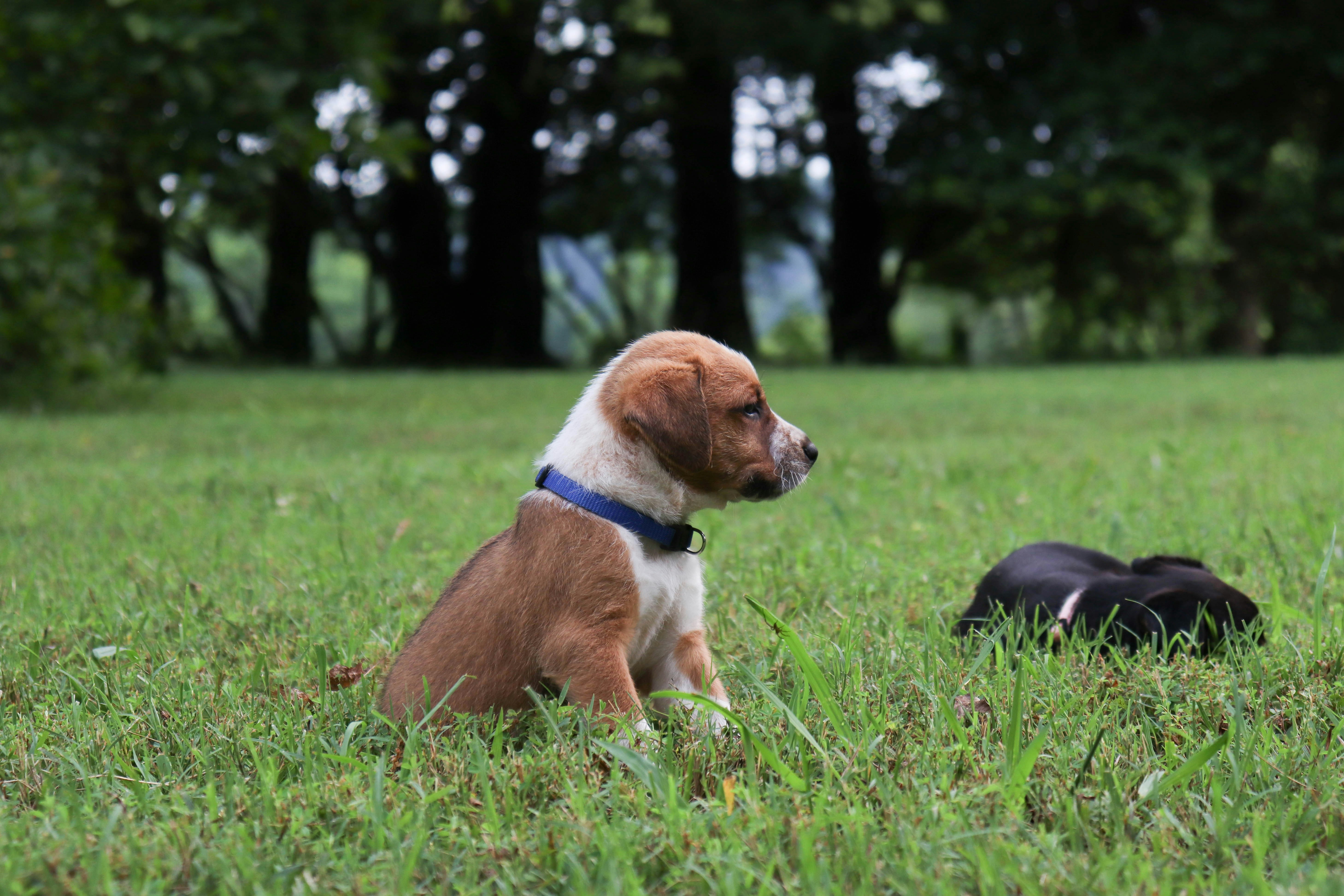 Whiskered Watcher: A Puppy Pauses in a Quiet Meadow