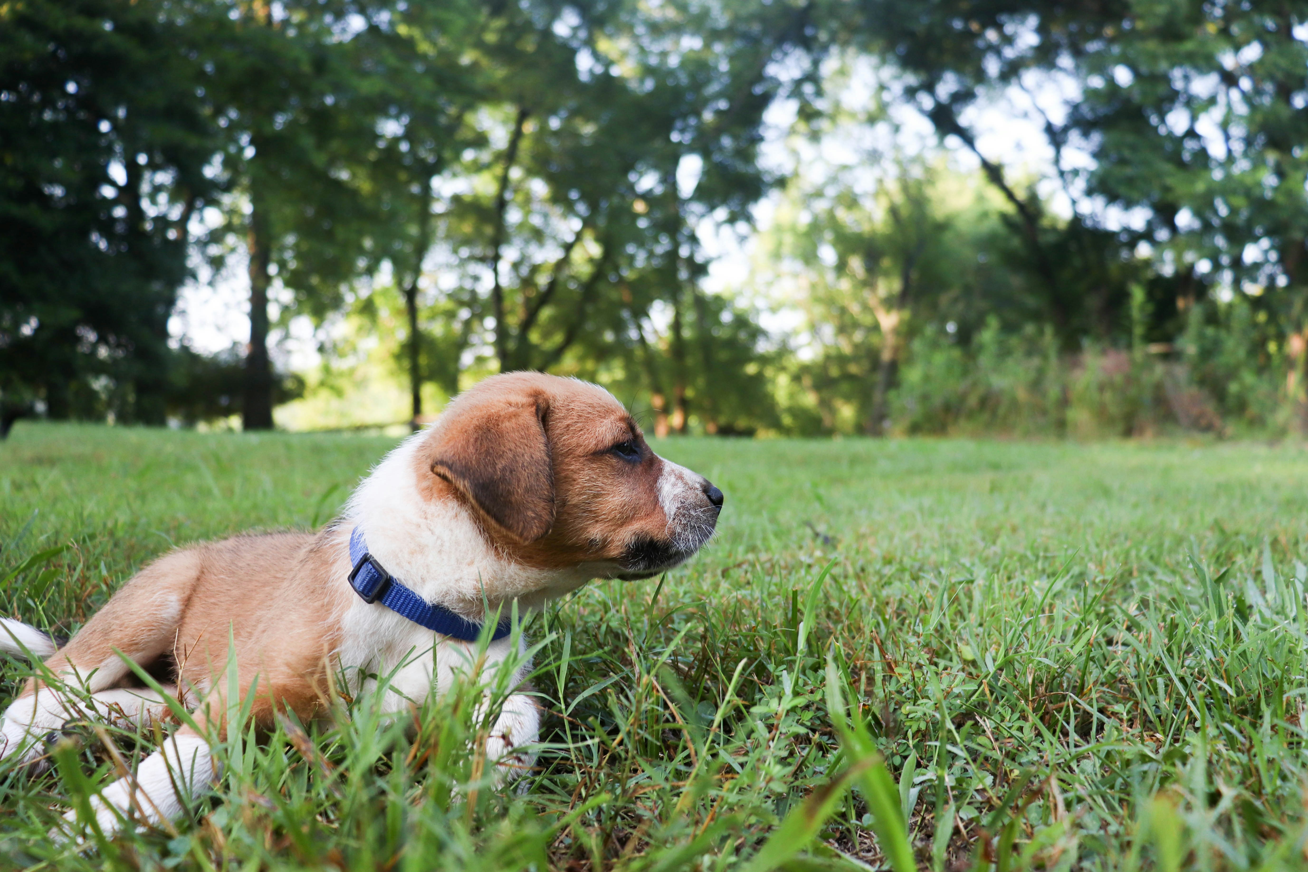 Lying in the Park: a puppy's calm gaze across the grass