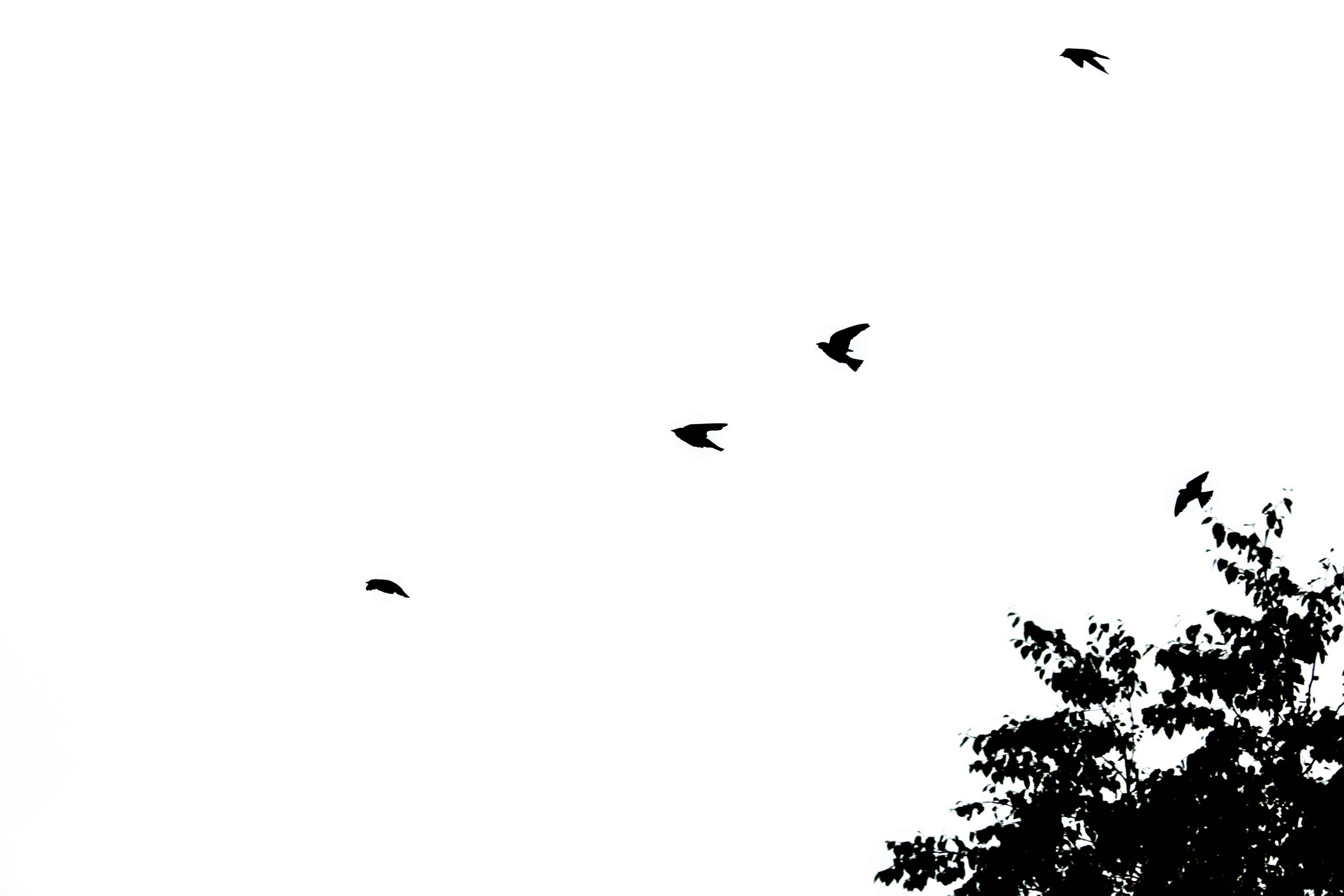Migrating silhouettes: a sparse flock across bright skies