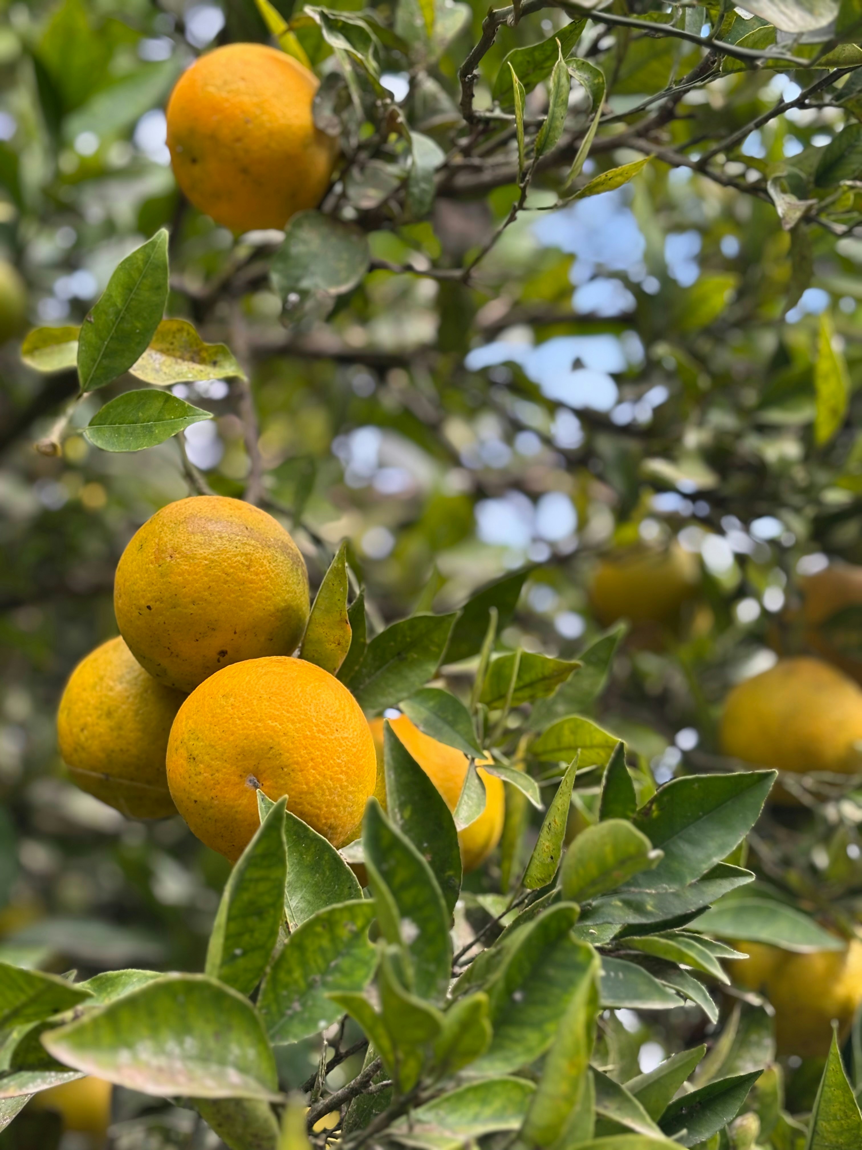 Orange Trellis: Close-Cropped Citrus on a Sunlit Branch