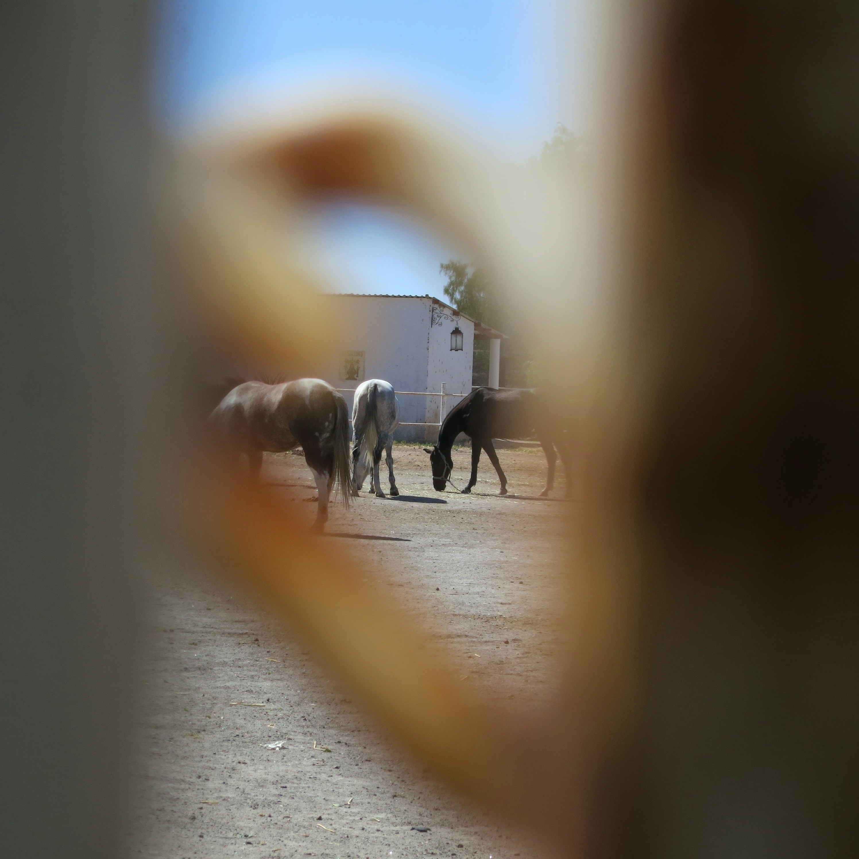 Horses at the Edge: Hidden Pasture Through a Narrow View