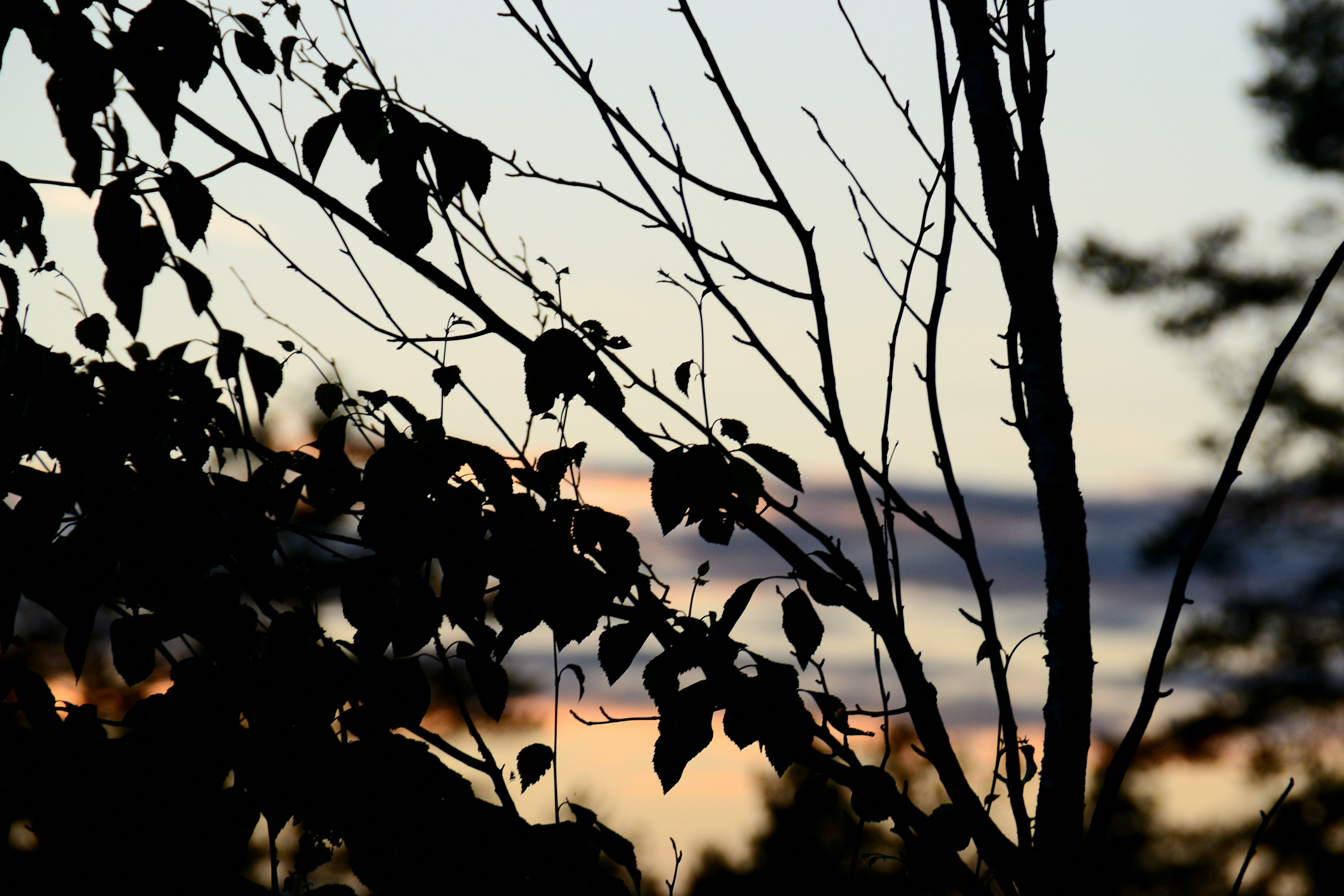 Silhouetted Branches Framing a Sunset Horizon