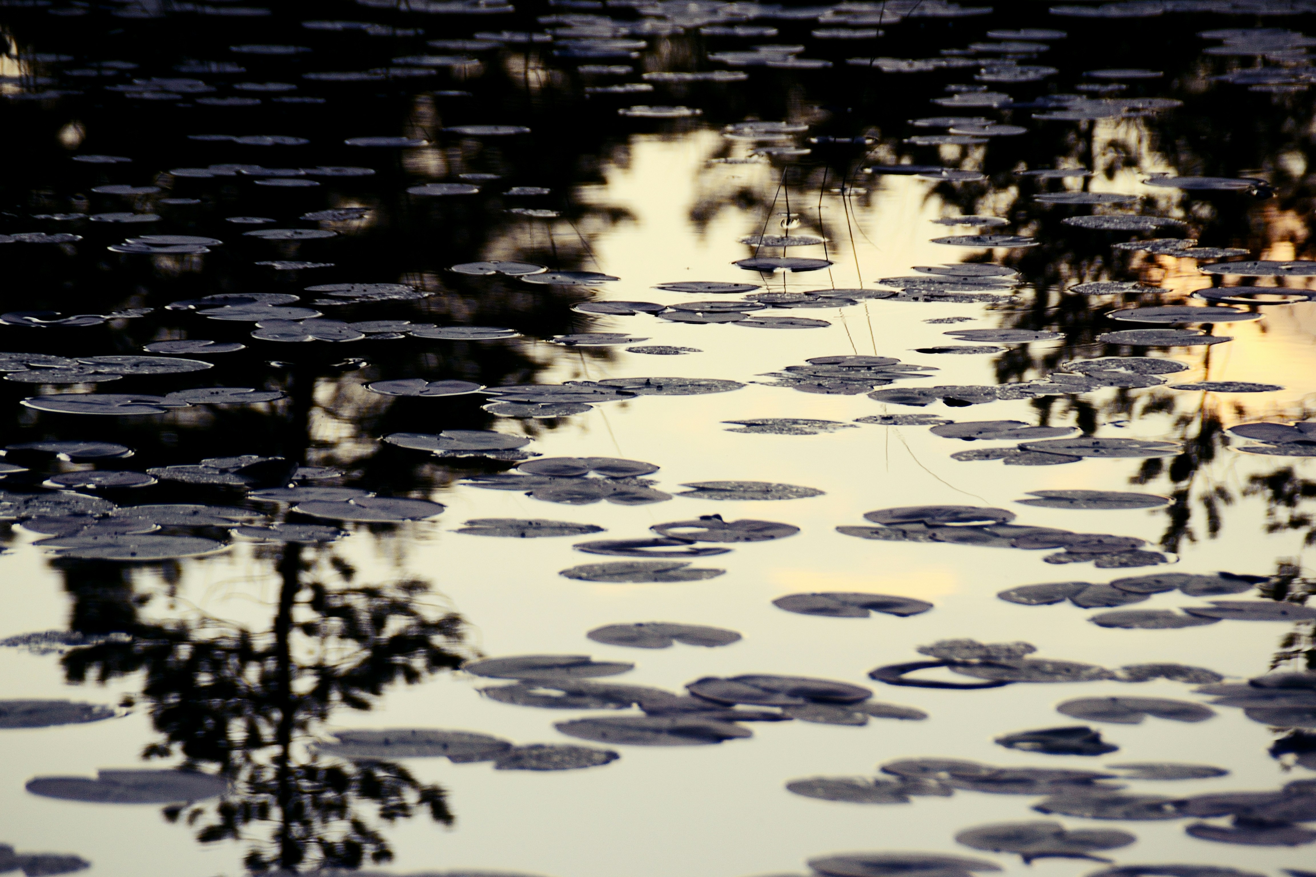 Reflections Among Lily Pads at Dusk