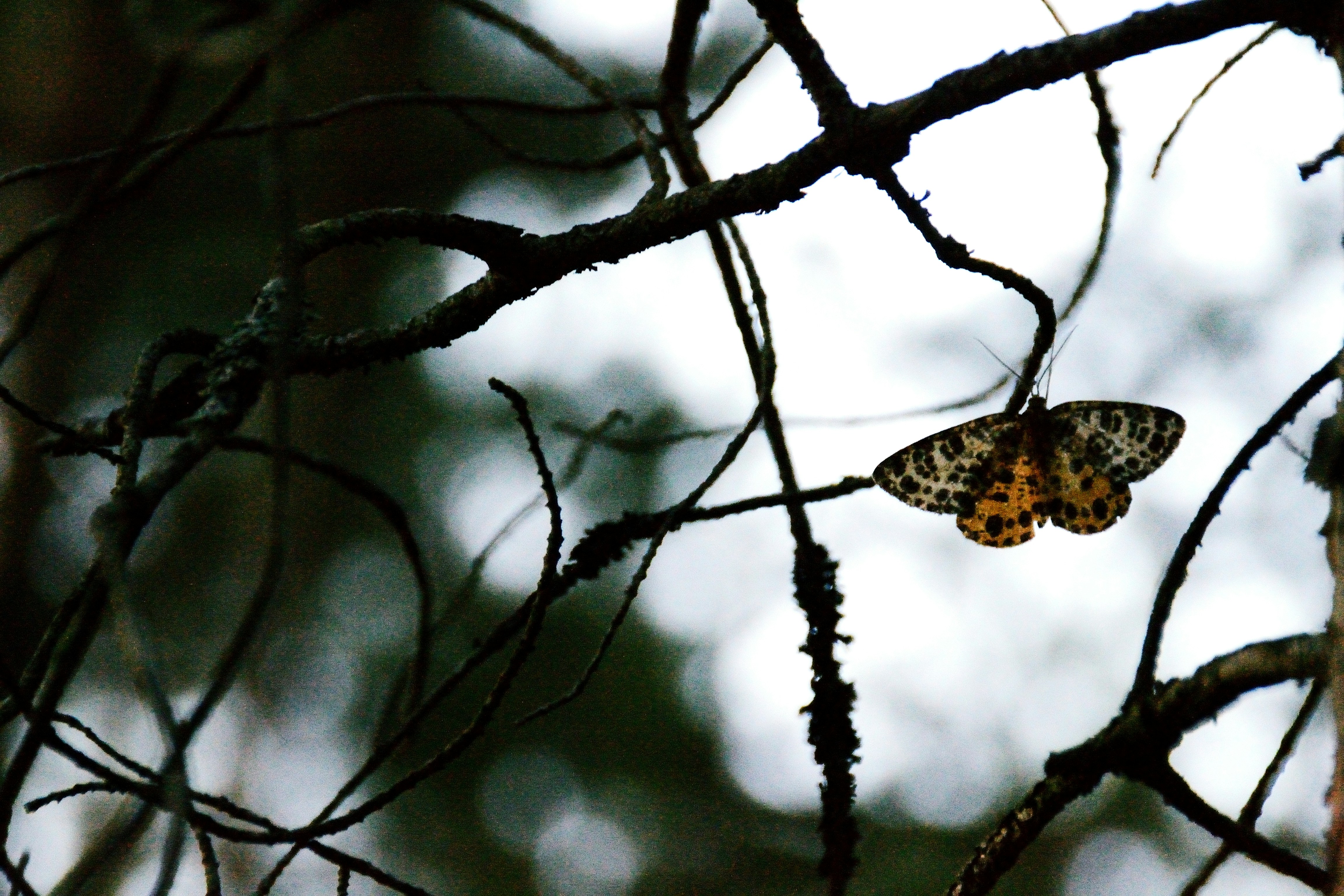 Amber-winged butterfly resting on a mossy branch in a dim forest