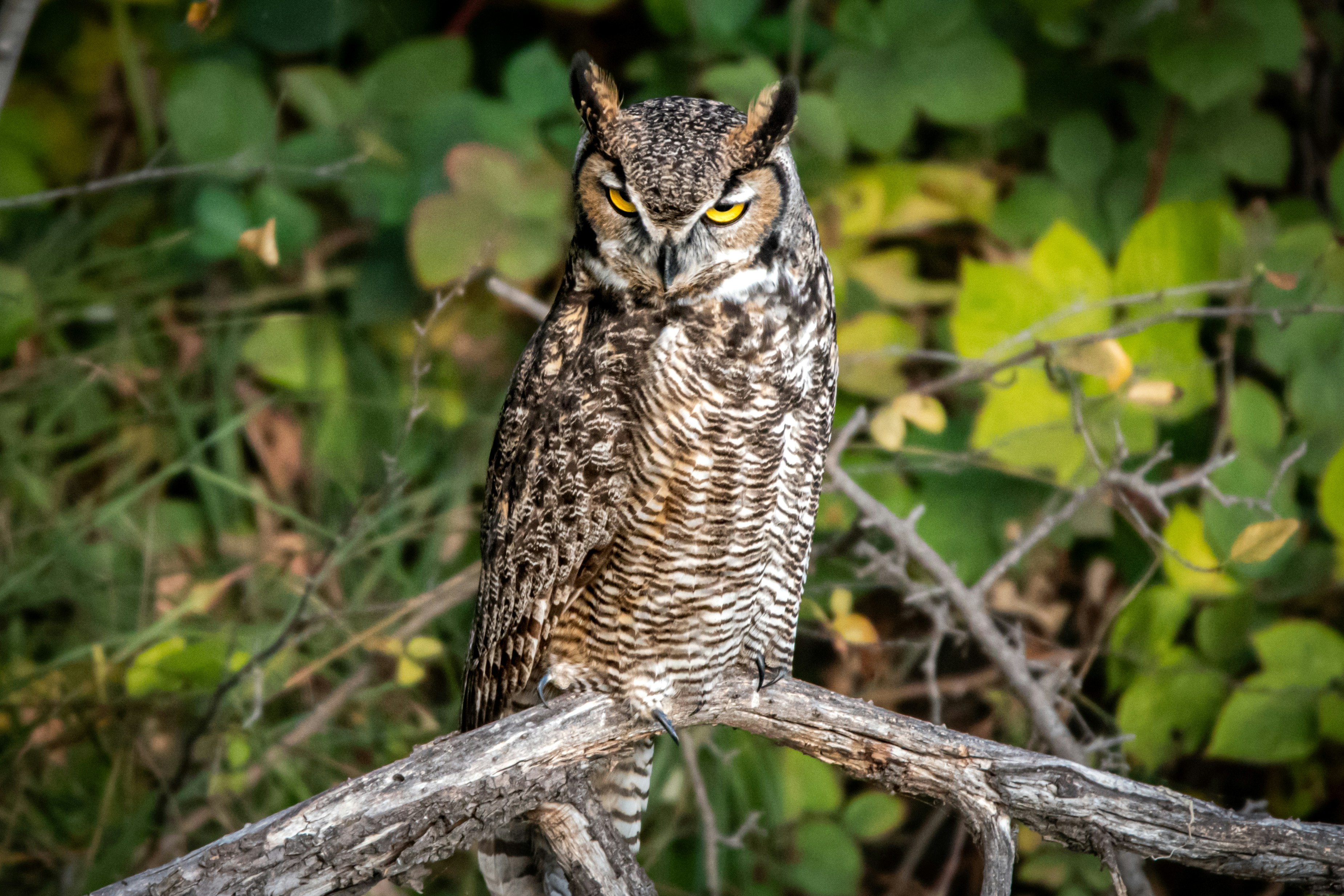 Stare of the Night Hunter: An Eastern Screech Owl in Dappled Green