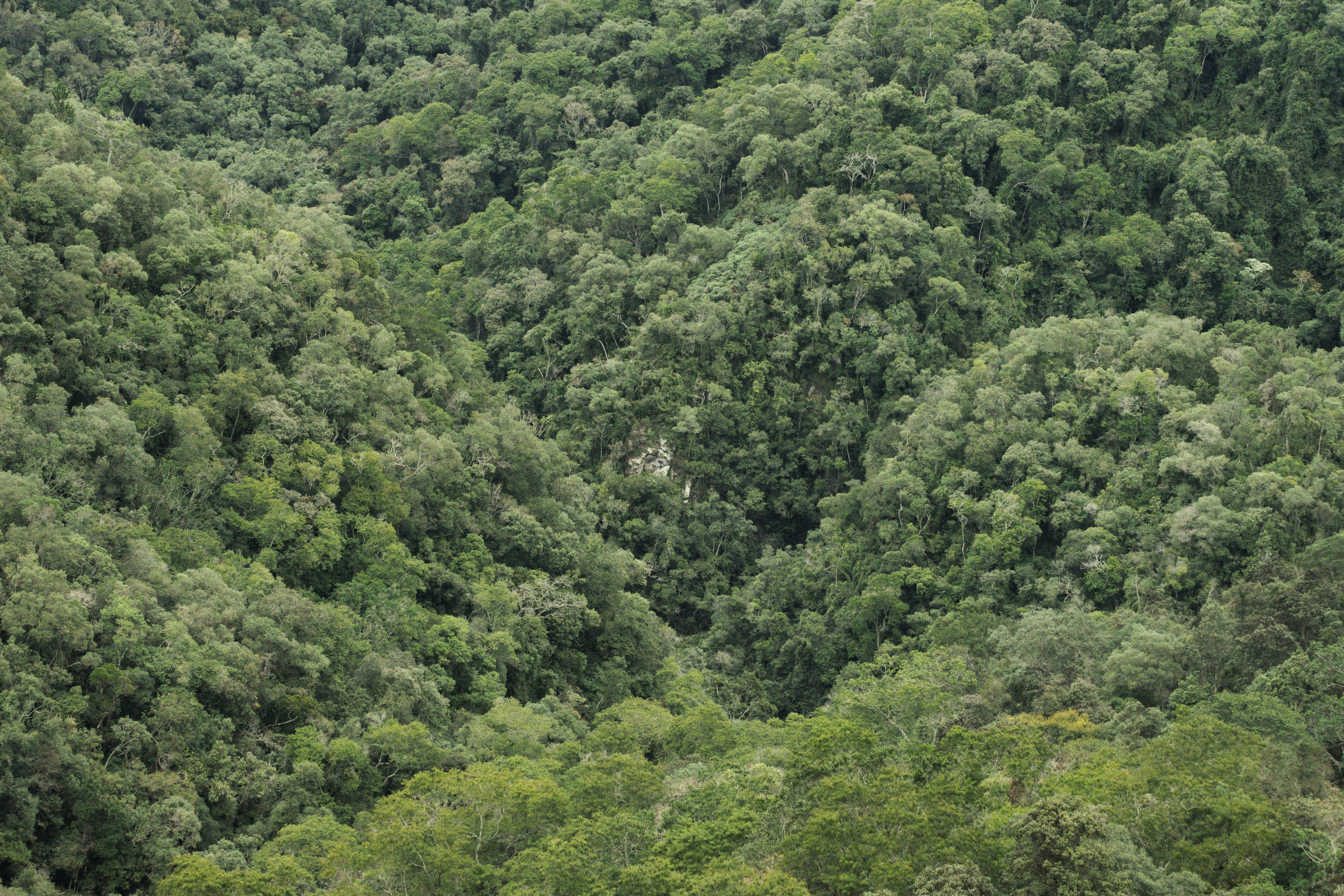 Verdant Tapestry: A Quiet Canopy Across Varying Light