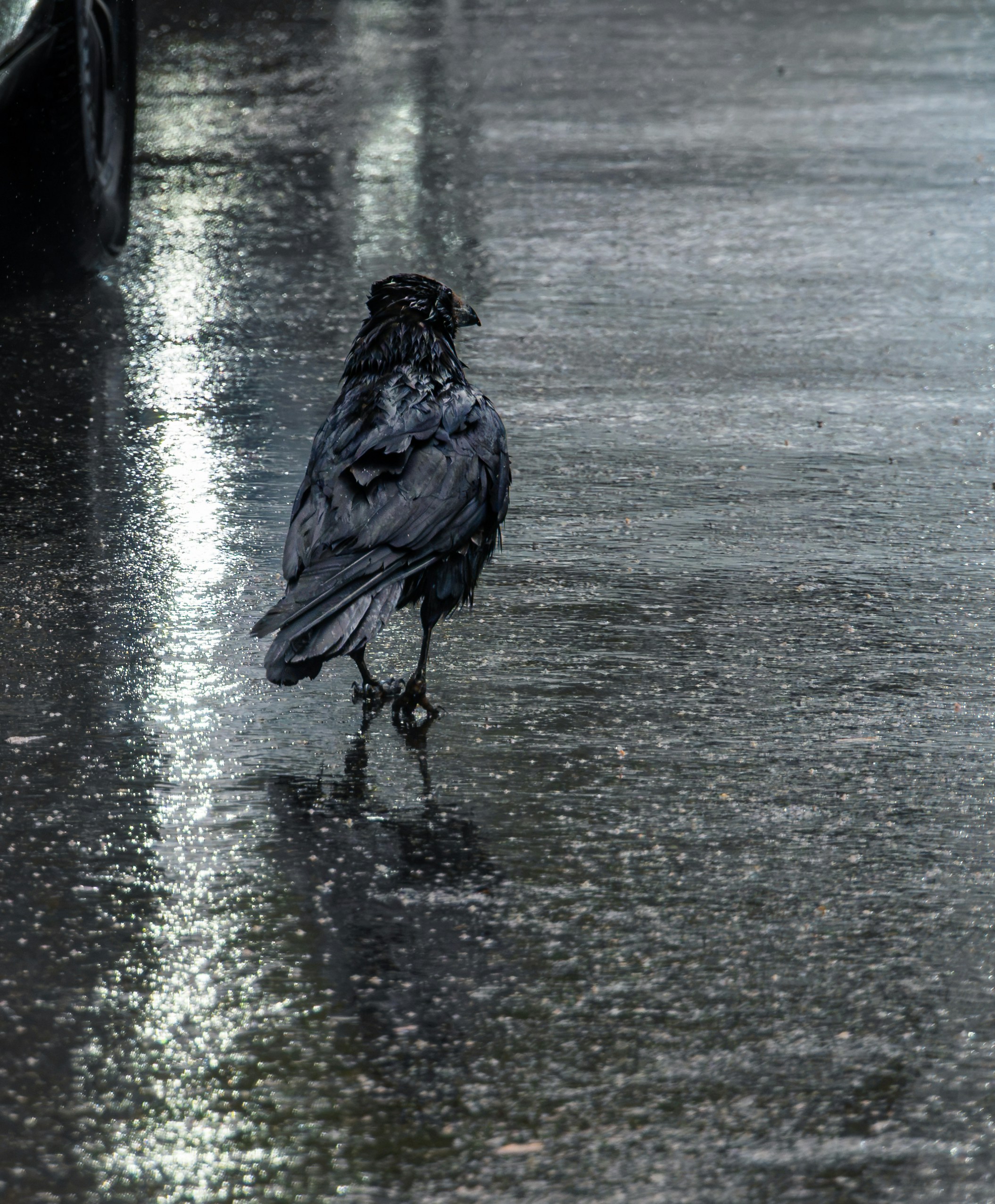 A lone black crow stands on a glistening wet street, its feathers wet and reflective as a car tire passes by in the background. The scene captures a moody, urban moment with subdued lighting.