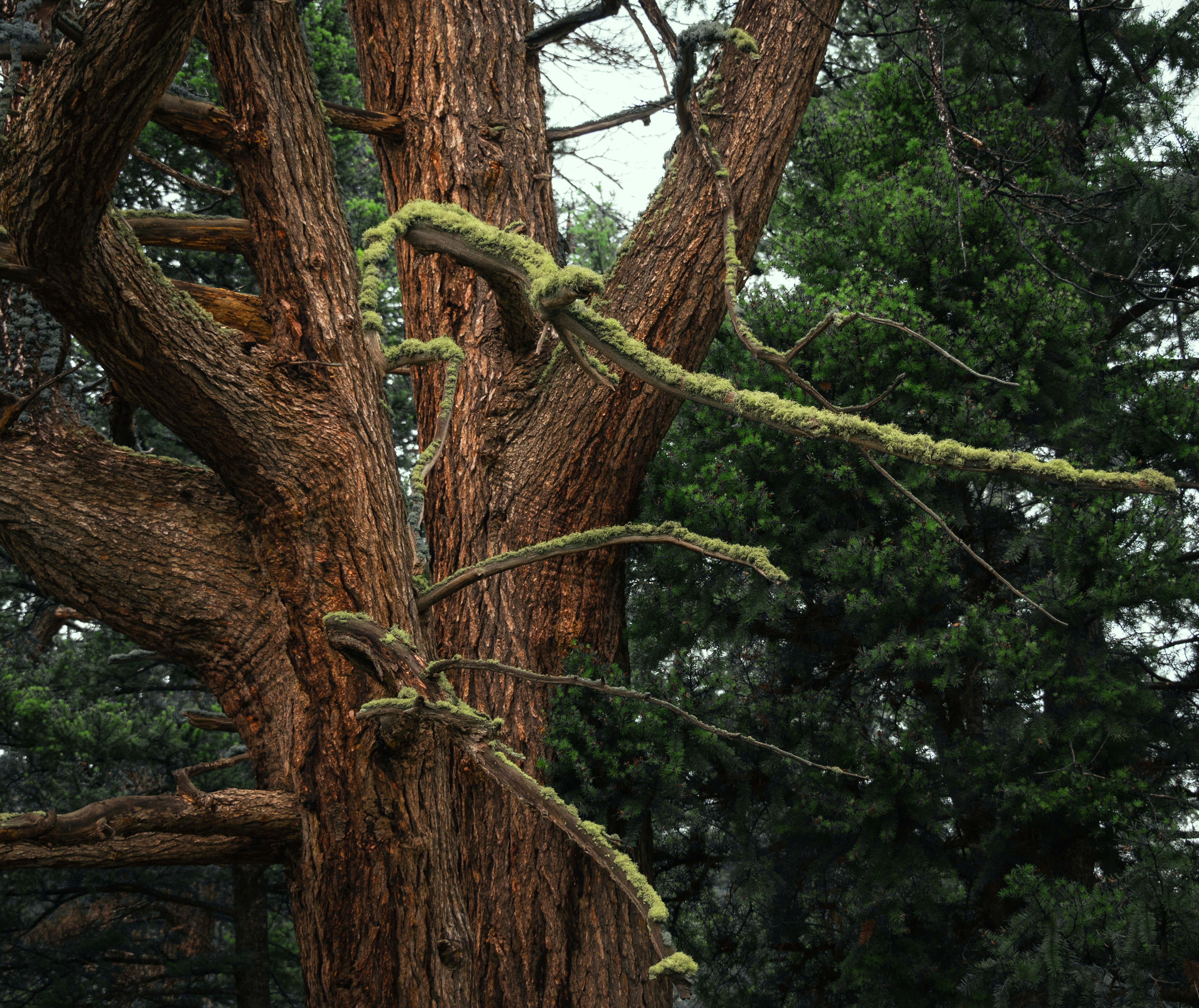 Mossy Branches Clinging to a Gnarled Trunk
