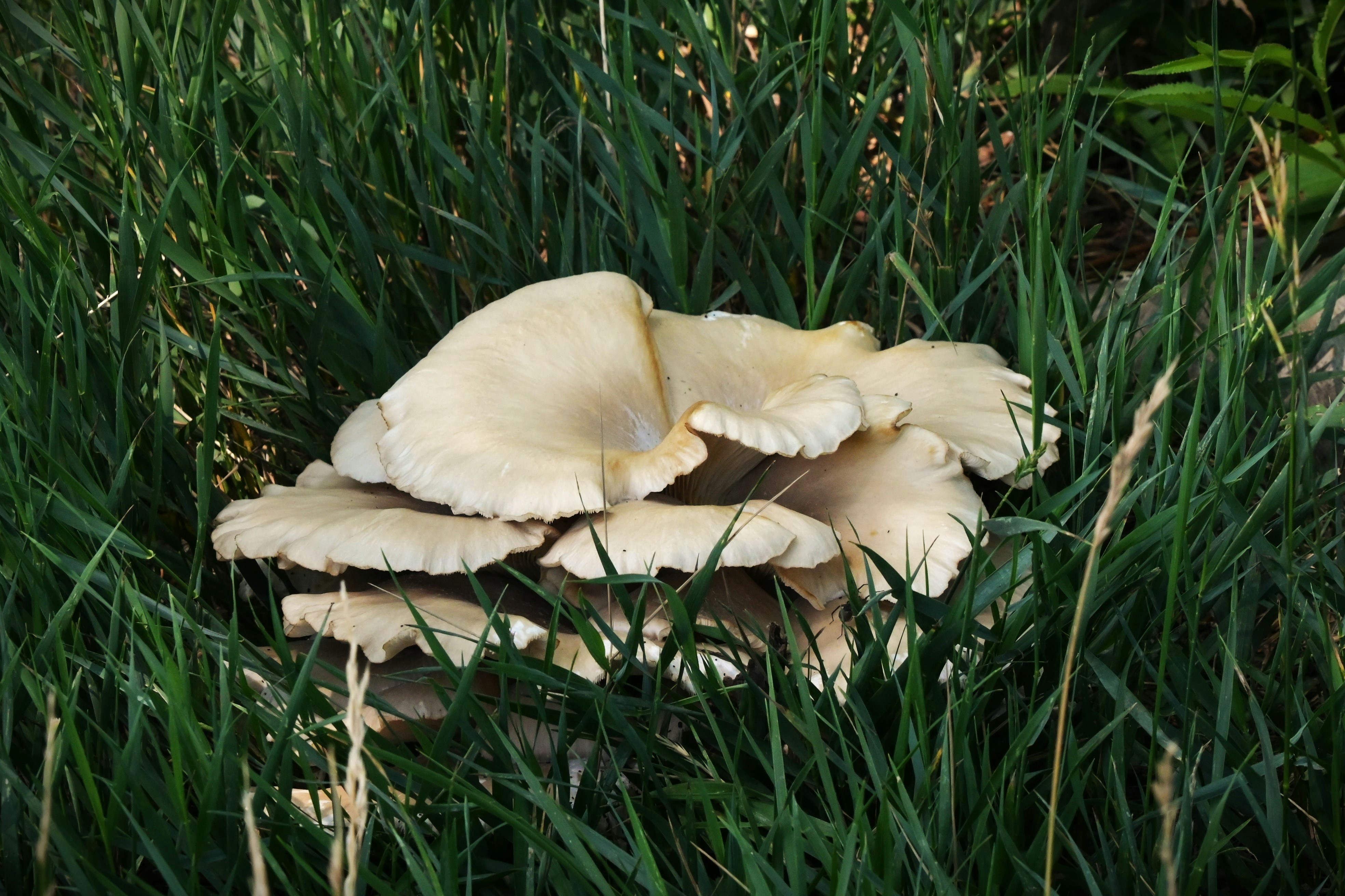 Creamy Mushroom Cluster Resting Among Grasses