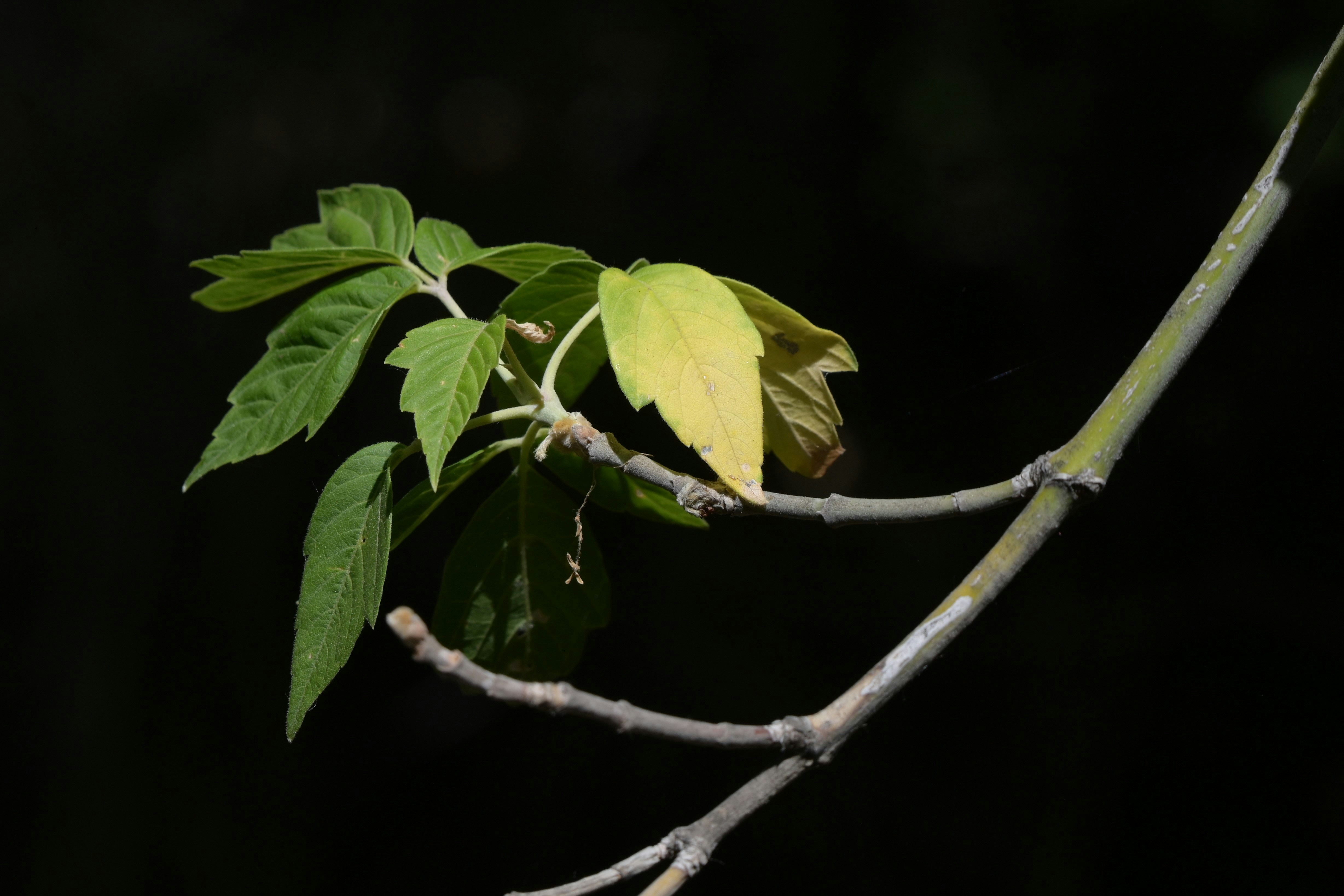 A Fresh Pair of Leaves on a Quiet Branch
