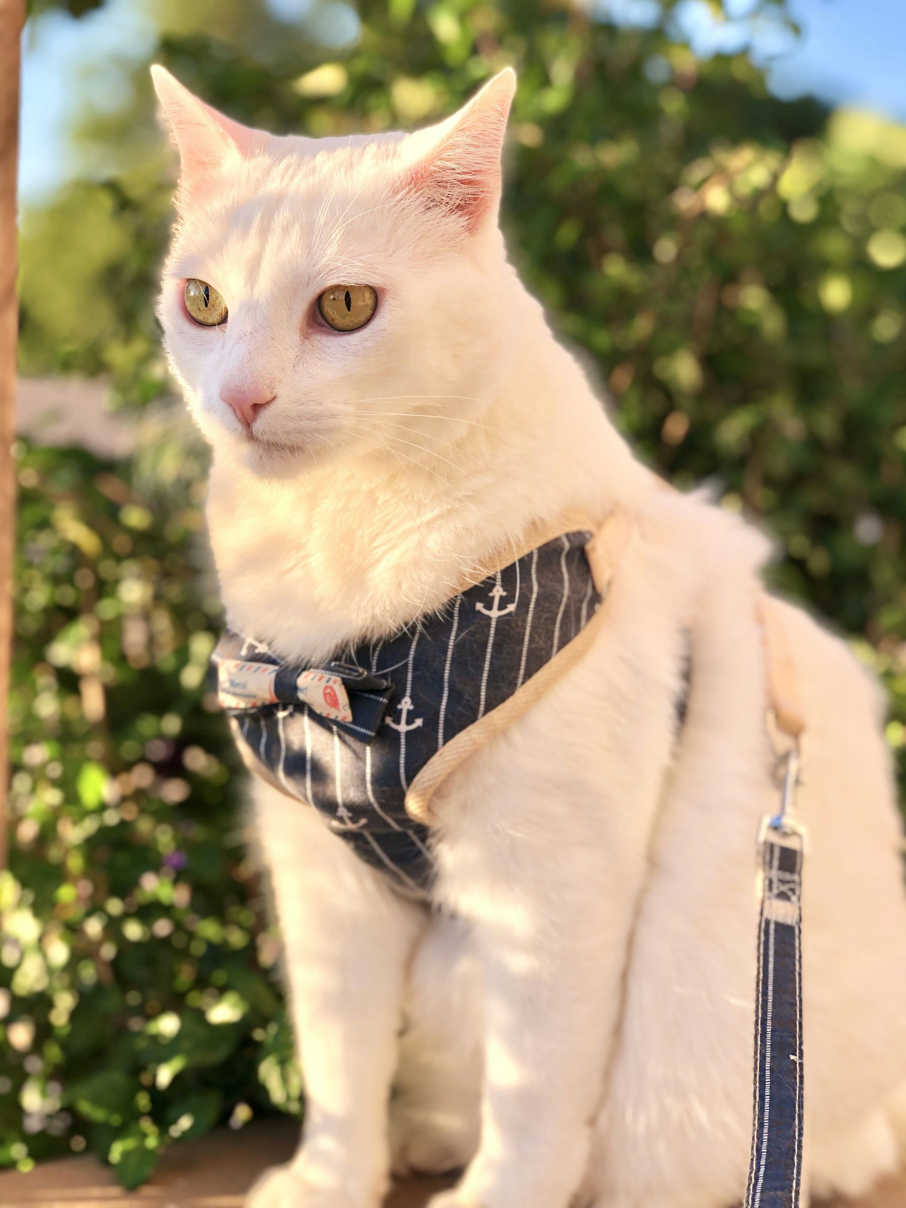 Sunlit White Cat in Navy Anchor Bandana