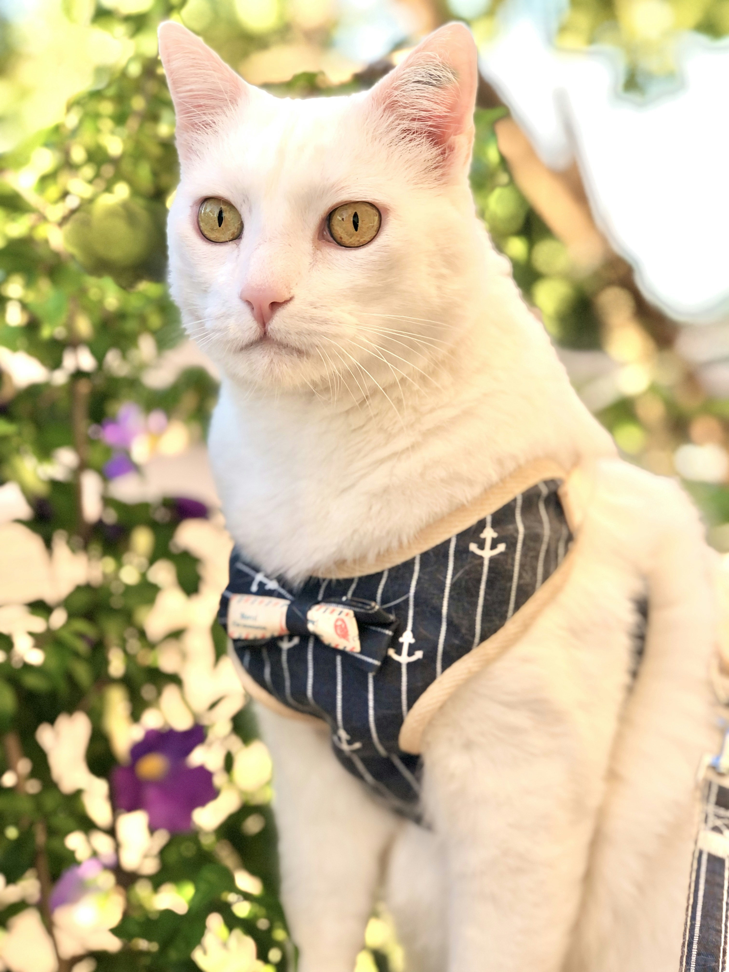 Beside the Blooming Portrait: A White Cat in a Nautical Bandana