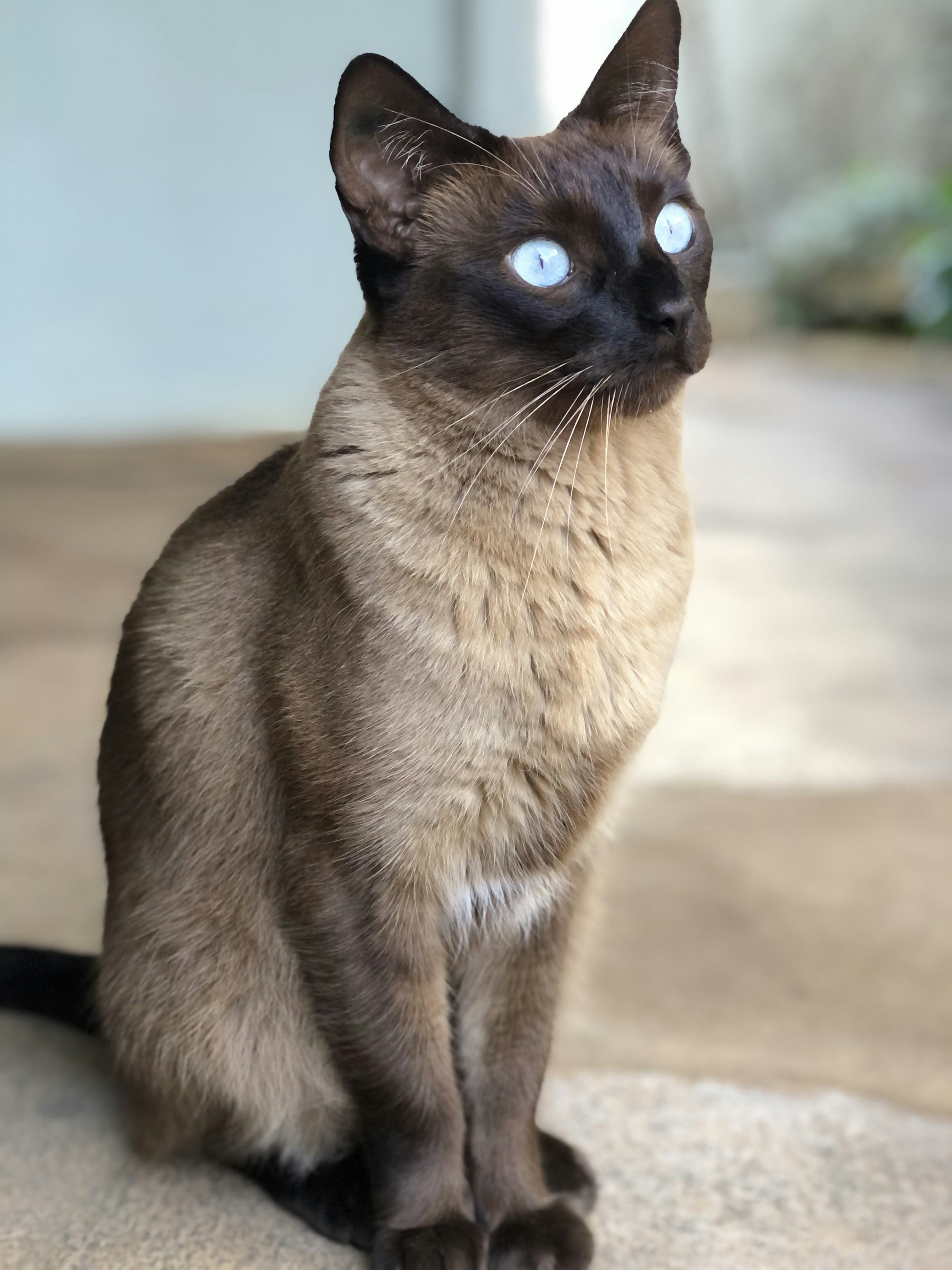 Siamese cat sits upright on a patio, its striking blue eyes directed upward.